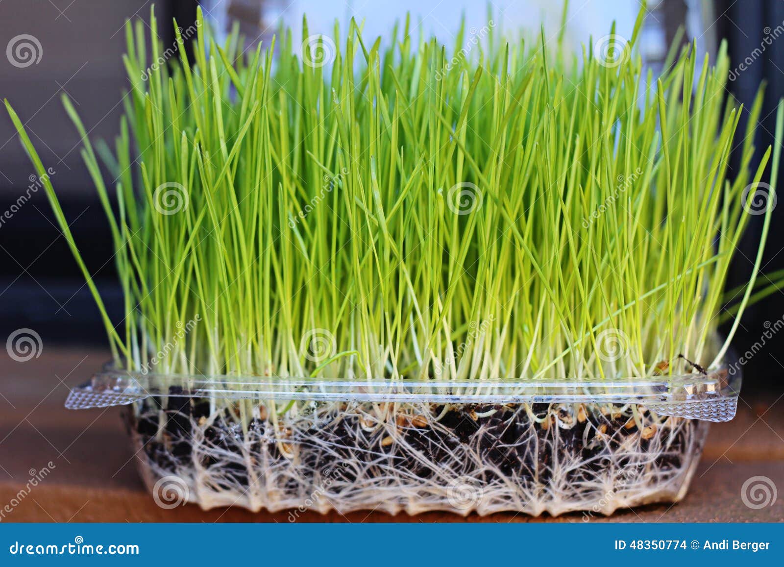Wheatgrass growing stock photo. Image of isolated, diet - 48350774