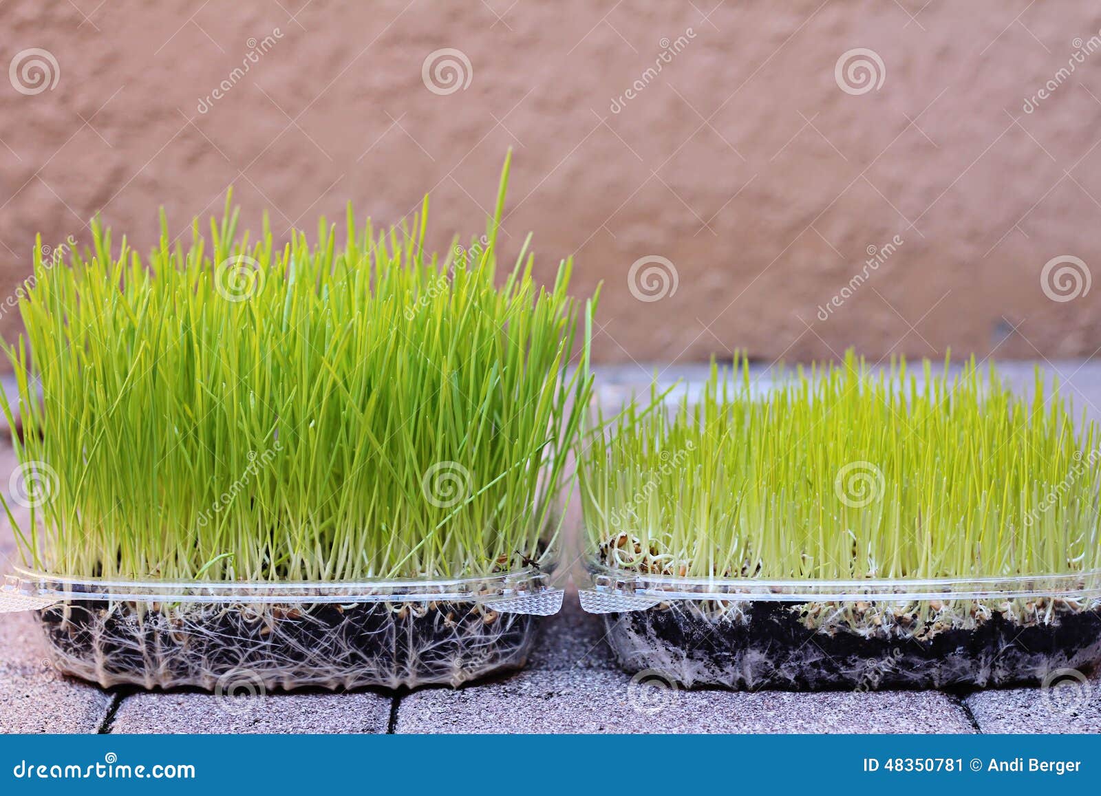Wheatgrass growing stages stock image. Image of juice - 48350781