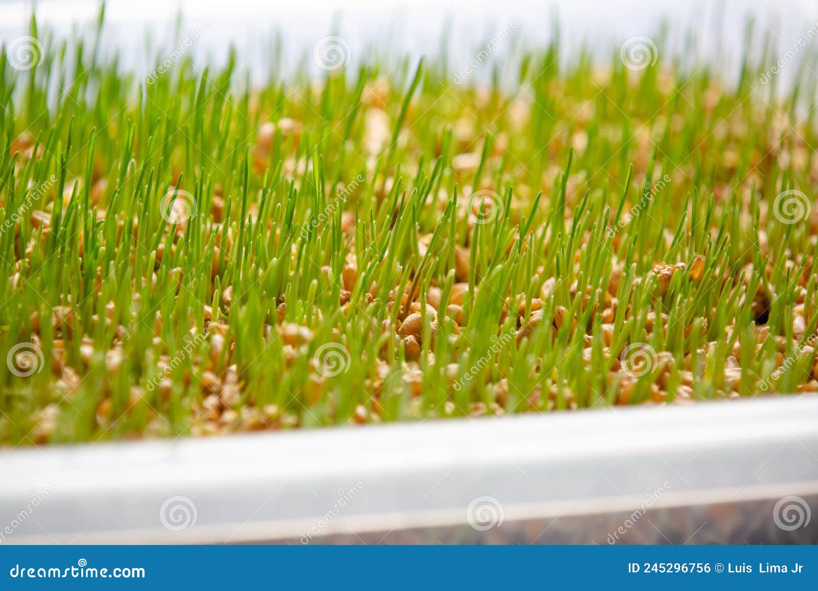 Planting Sprouted Wheatgrass in a White Pot with Soil. Stock Photo ...