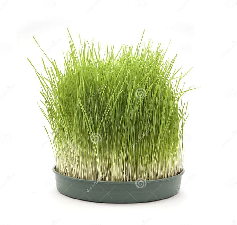 Wheatgrass stock photo. Image of eating, lifestyle, isolated - 84293270