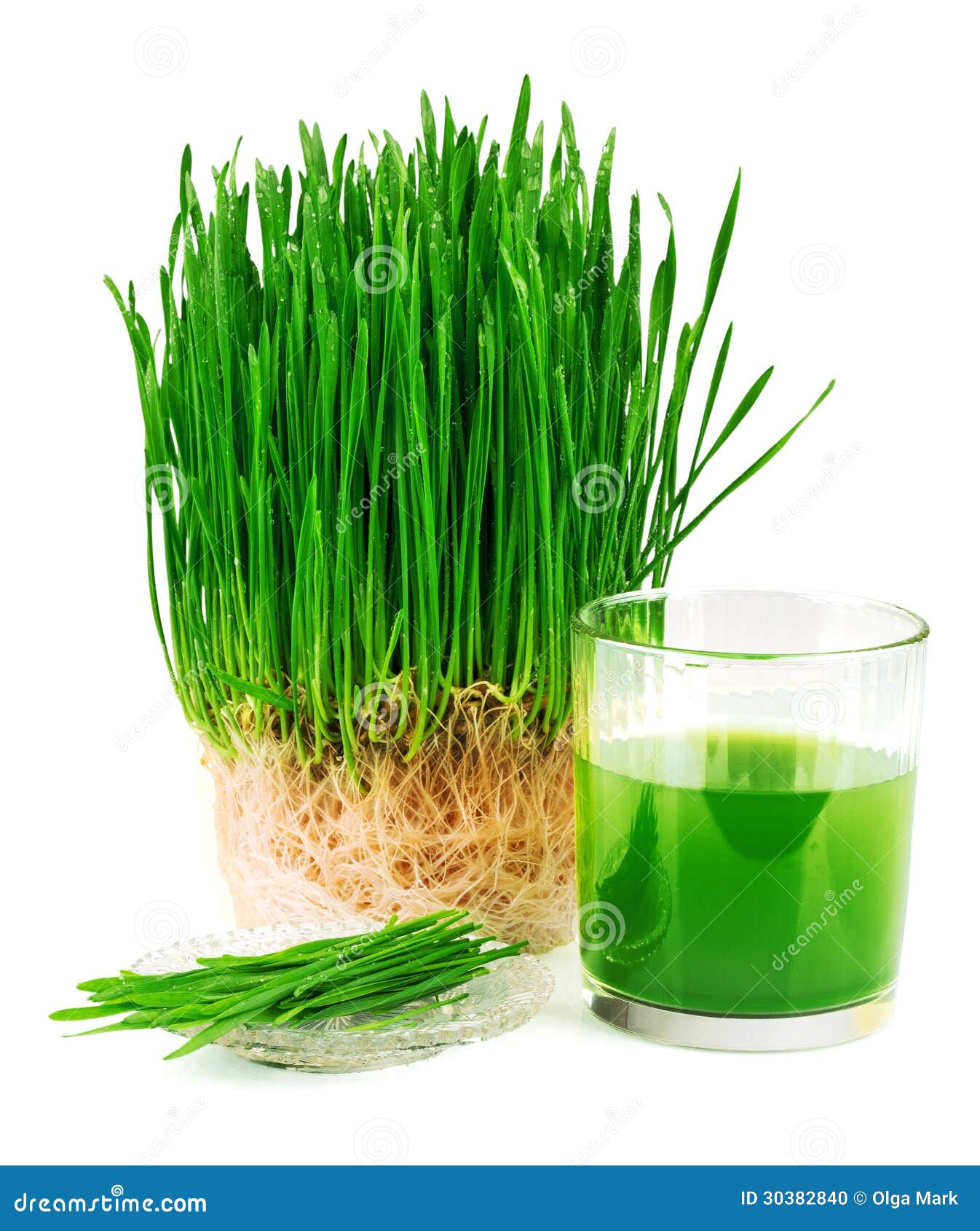 Wheatgrass Juice with Sprouted Wheat on the Plate Stock Photo - Image ...