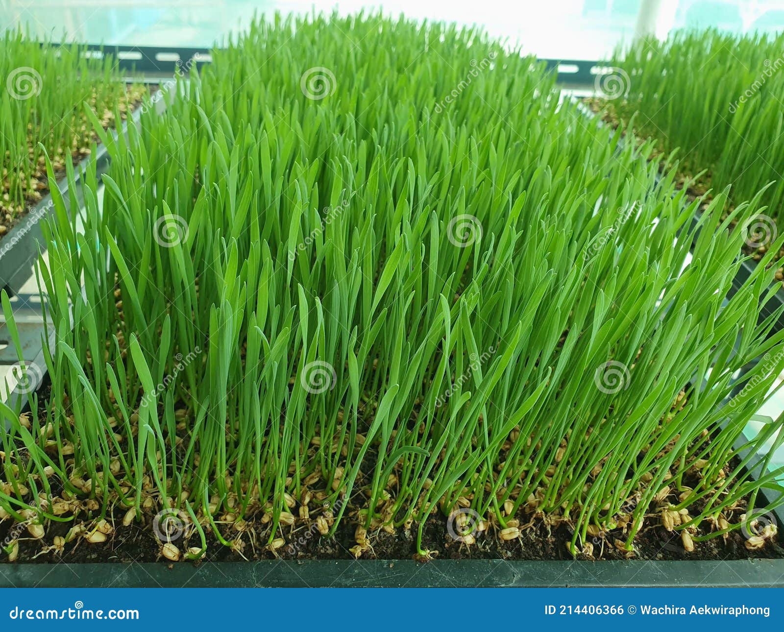 Wheatgrass in Plastic Vegetable Growing Tray Stock Photo - Image of ...