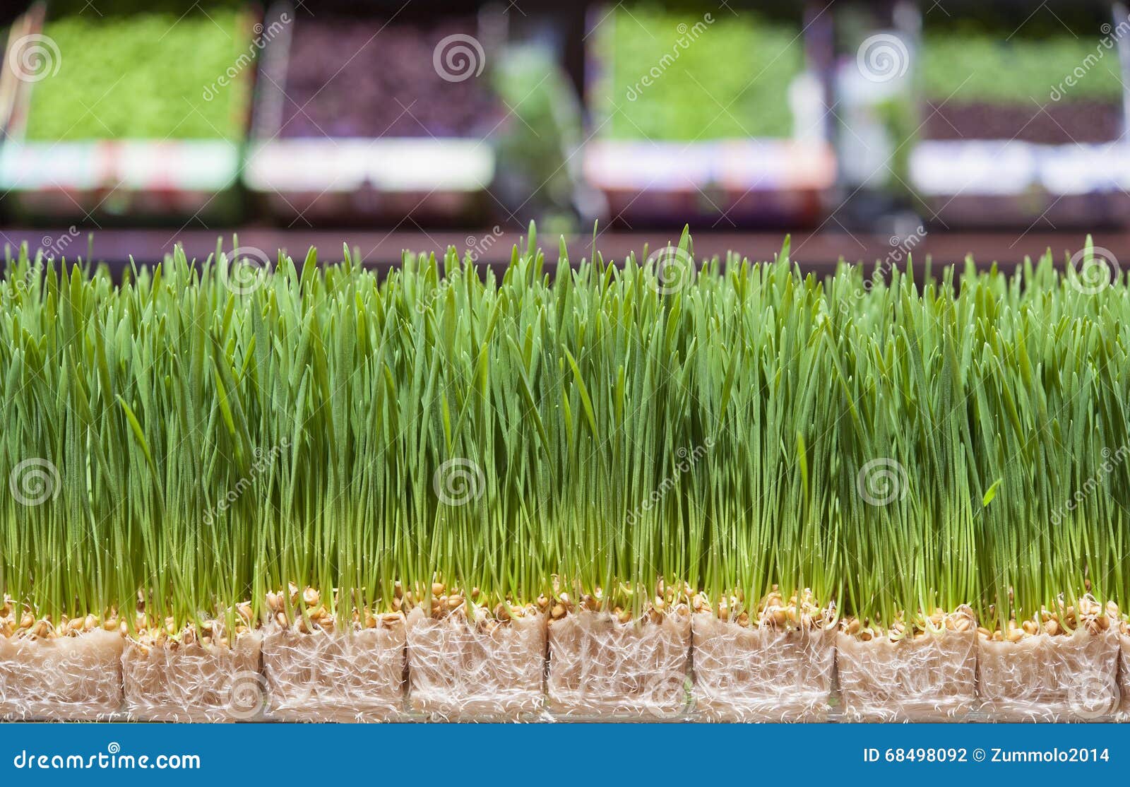 Wheatgrass shots stock photo. Image of enzymes, organic - 68498092