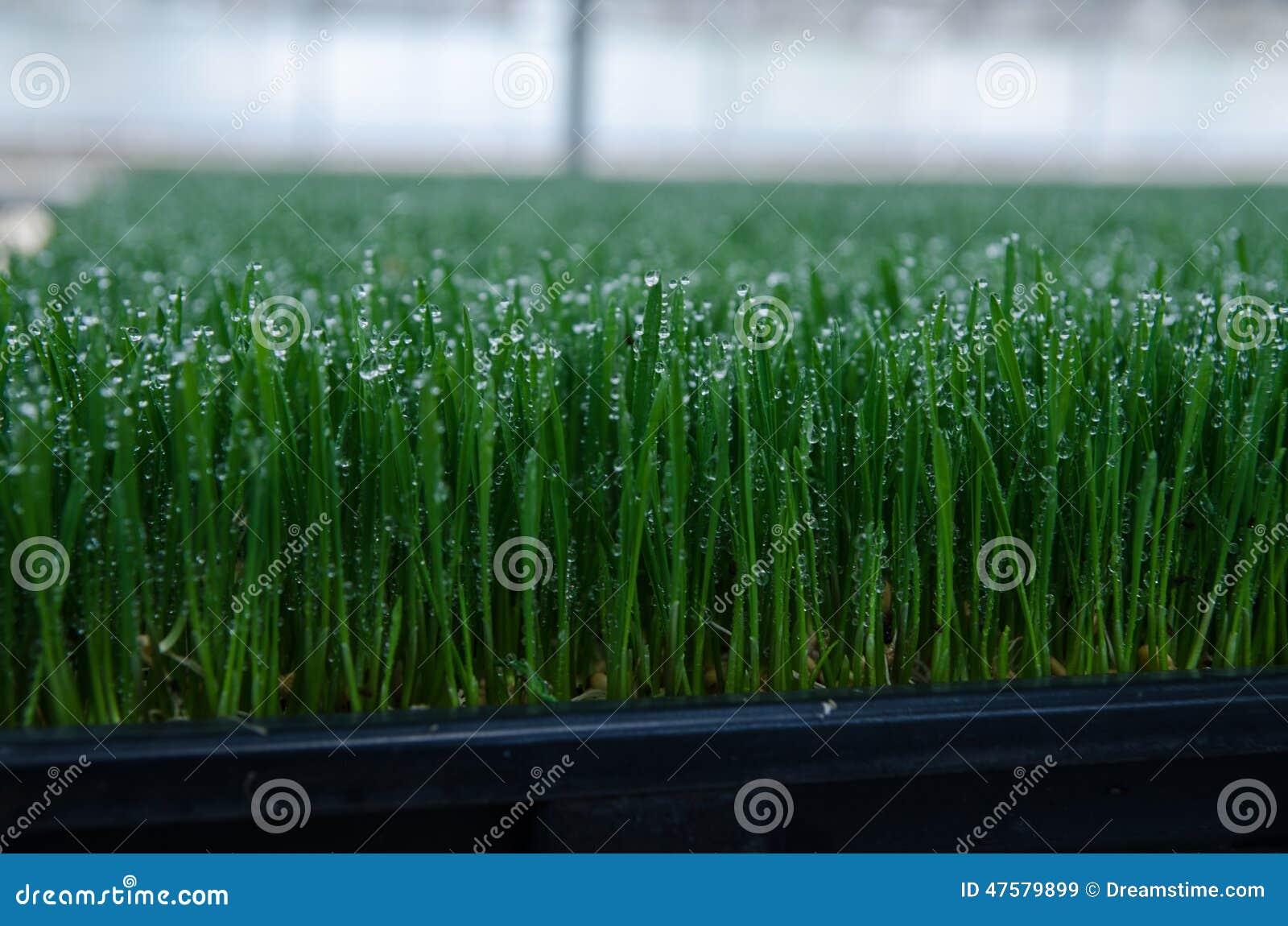 Wheatgrass sprout farm stock image. Image of water, harvest - 47579899