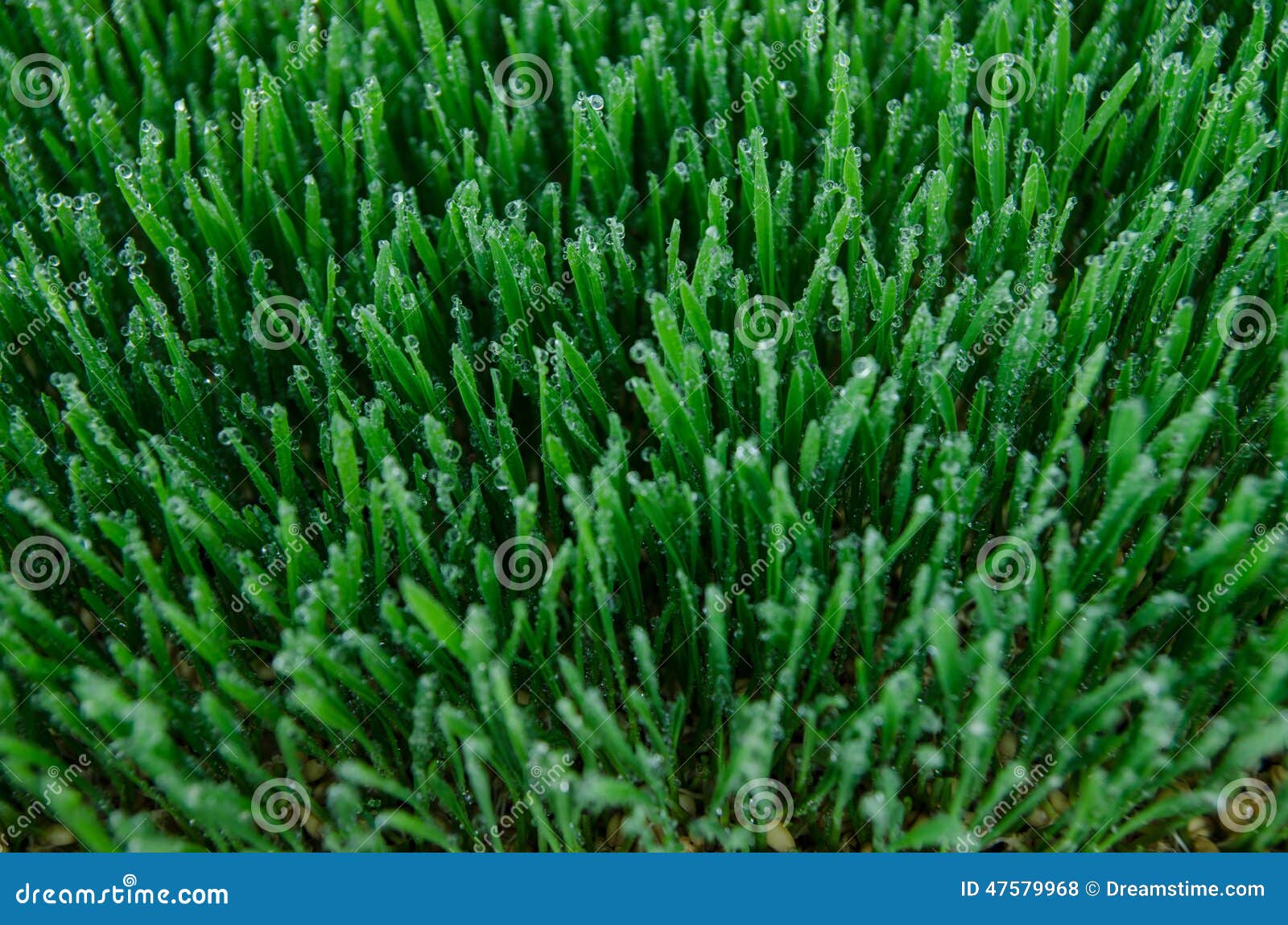 Wheatgrass sprout farm stock photo. Image of wheatgrass - 47579968