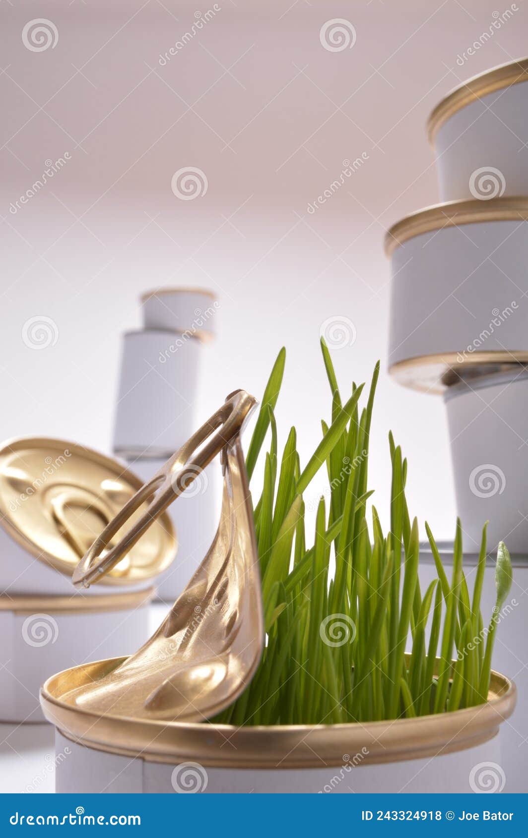 Wheatgrass Growing from a Ring Pull Can Stock Photo - Image of ...