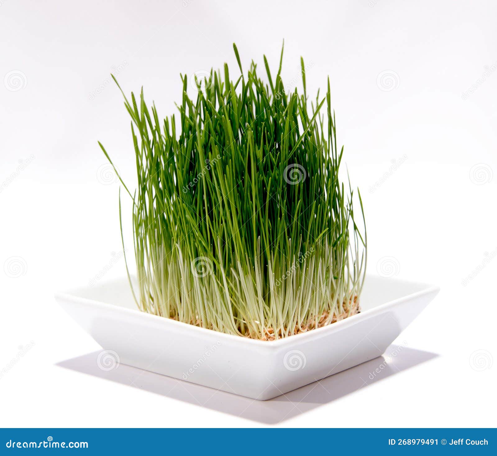 Wheatgrass in the Window Sill Stock Image - Image of white, vegetable ...