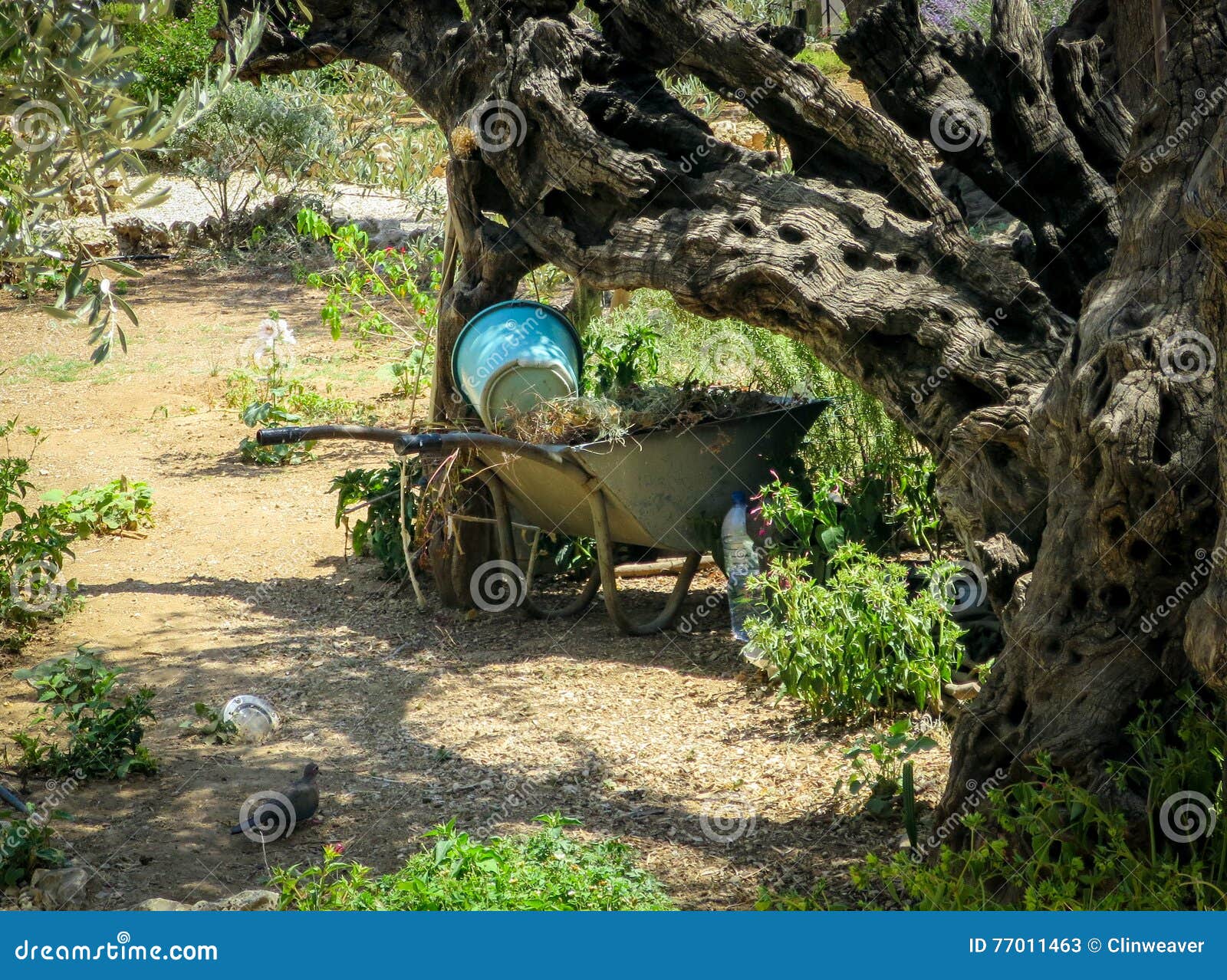 Wheel Barrow in Garden stock image. Image of beauty, tree - 77011463