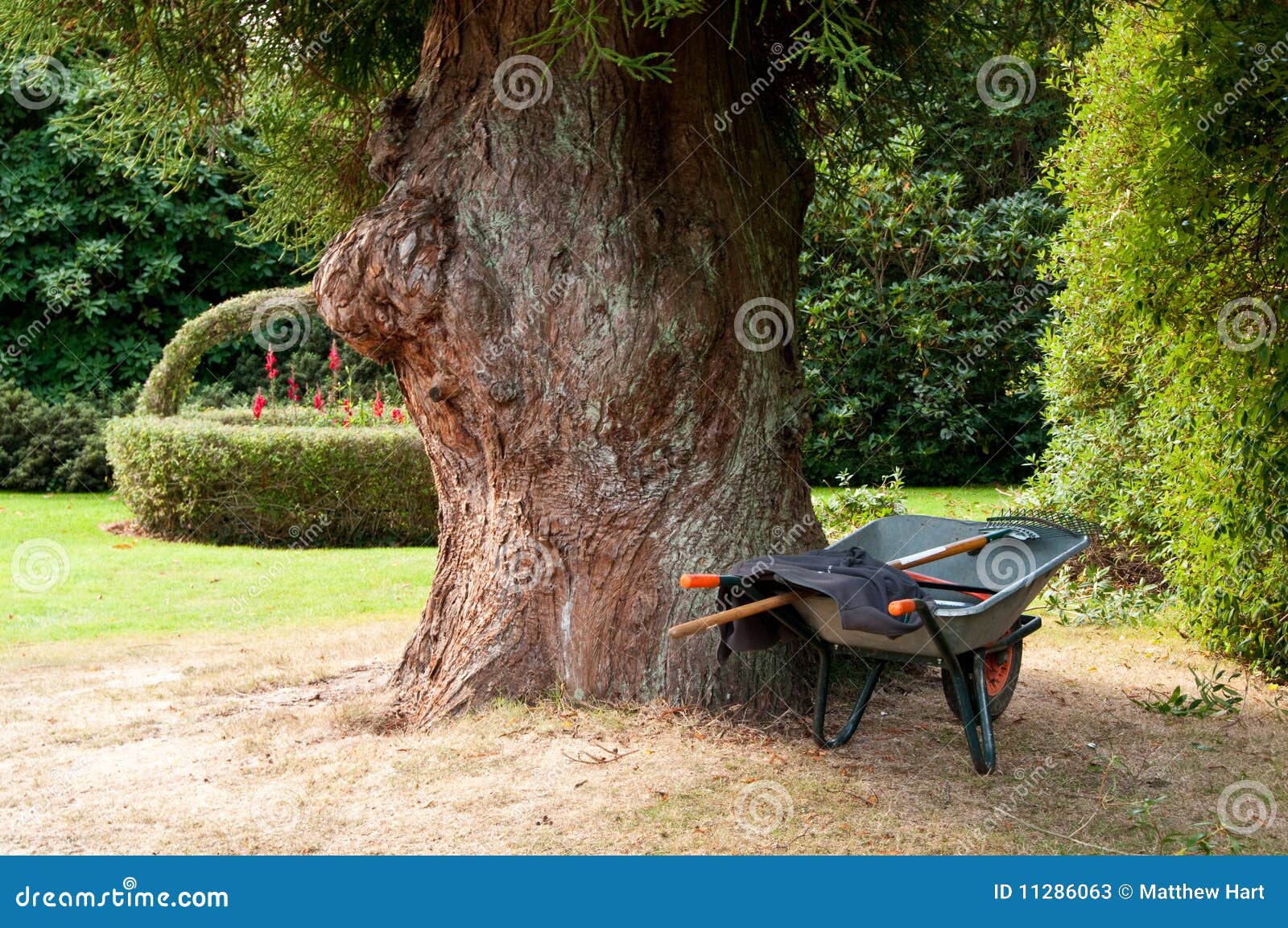 Wheel Barrow by Tree stock image. Image of barrow, rake - 11286063