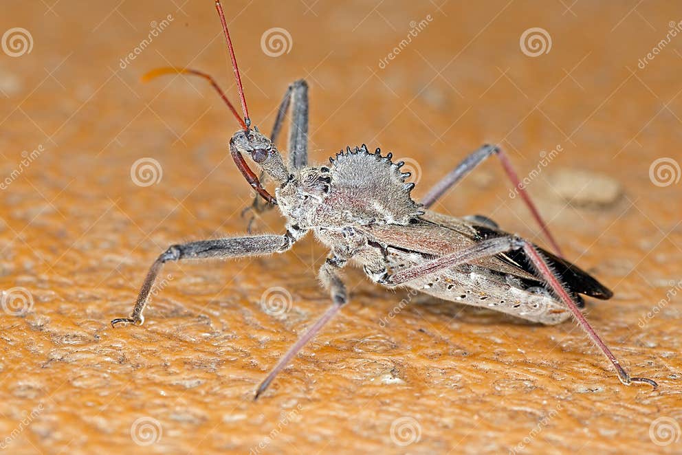 Wheel Bug stock image. Image of wheel, cristatus, bite - 45218647