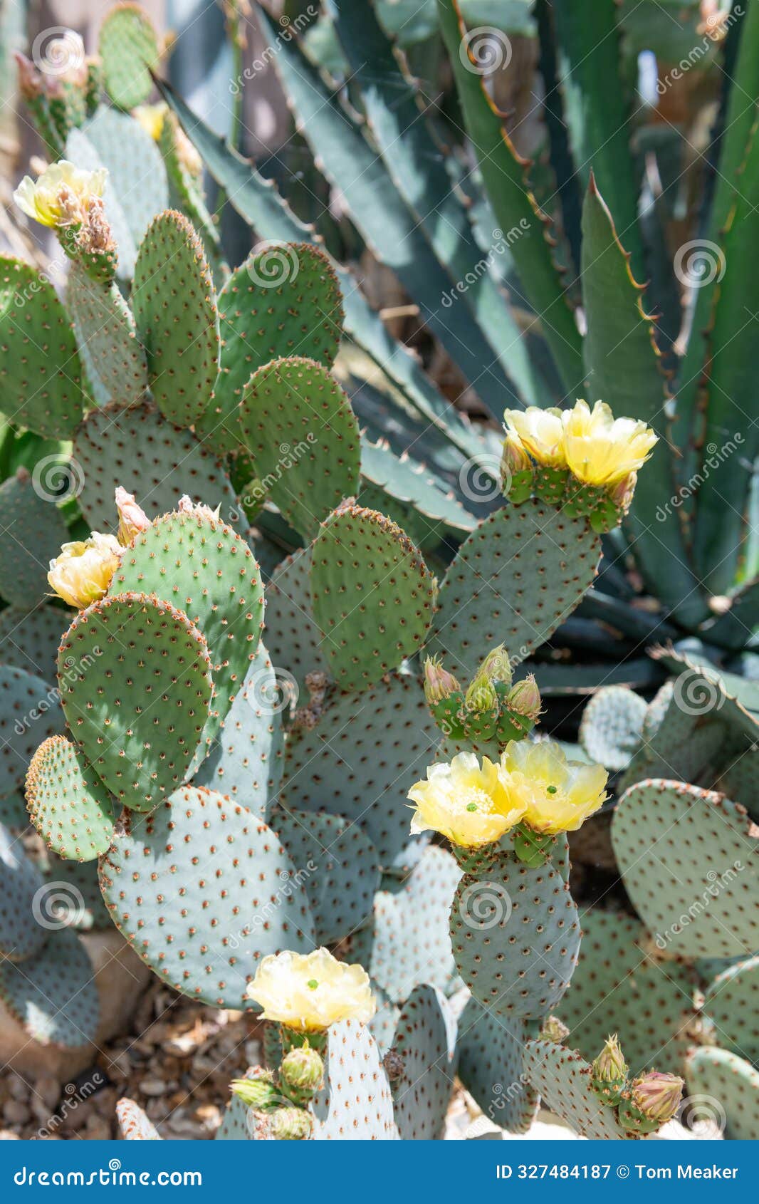 Wheel Cactus (opuntia Robusta Stock Image - Image of cacti, nopal ...
