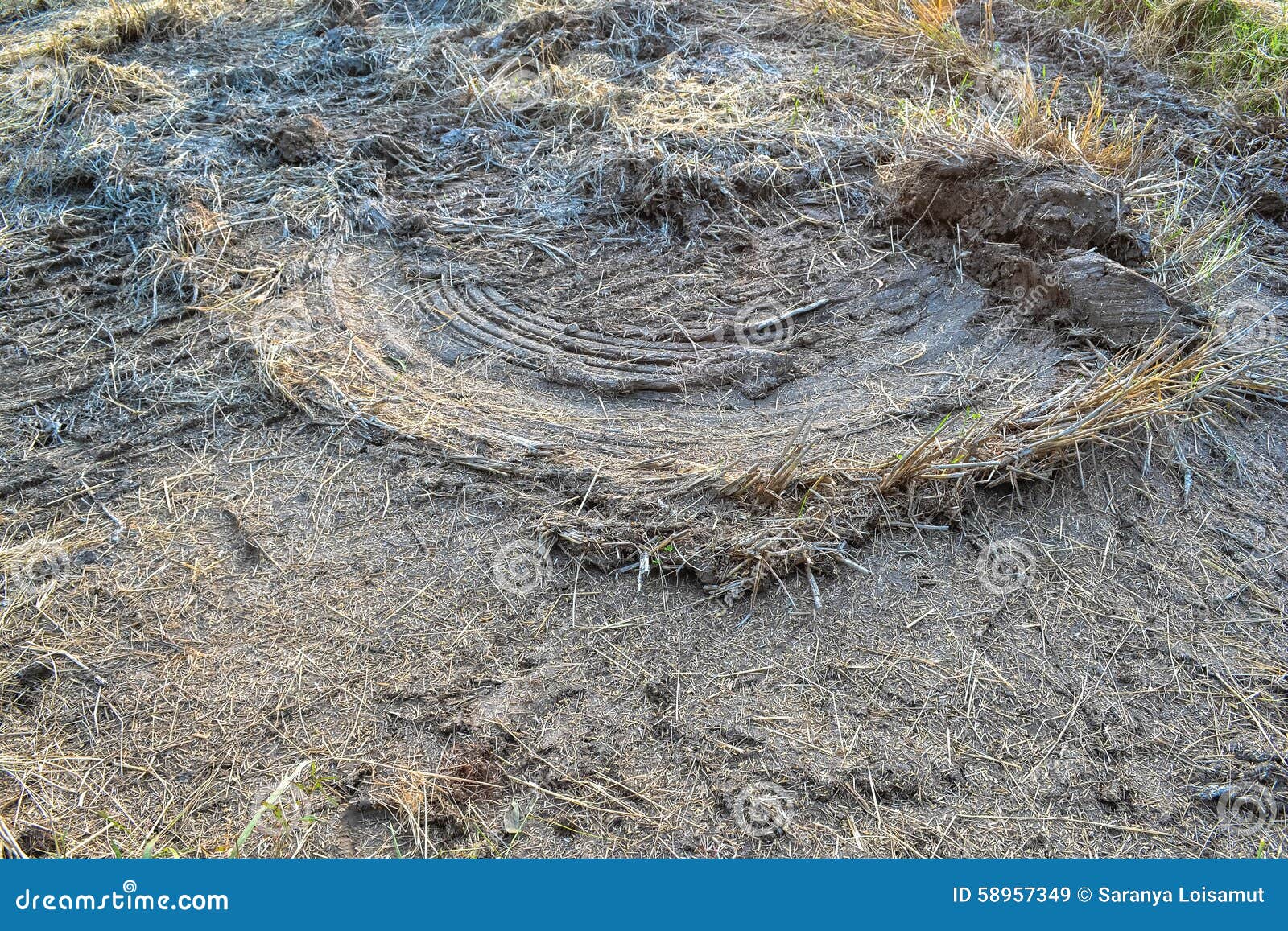 A Wheel on the Ground in Rice Stock Image - Image of land, background ...