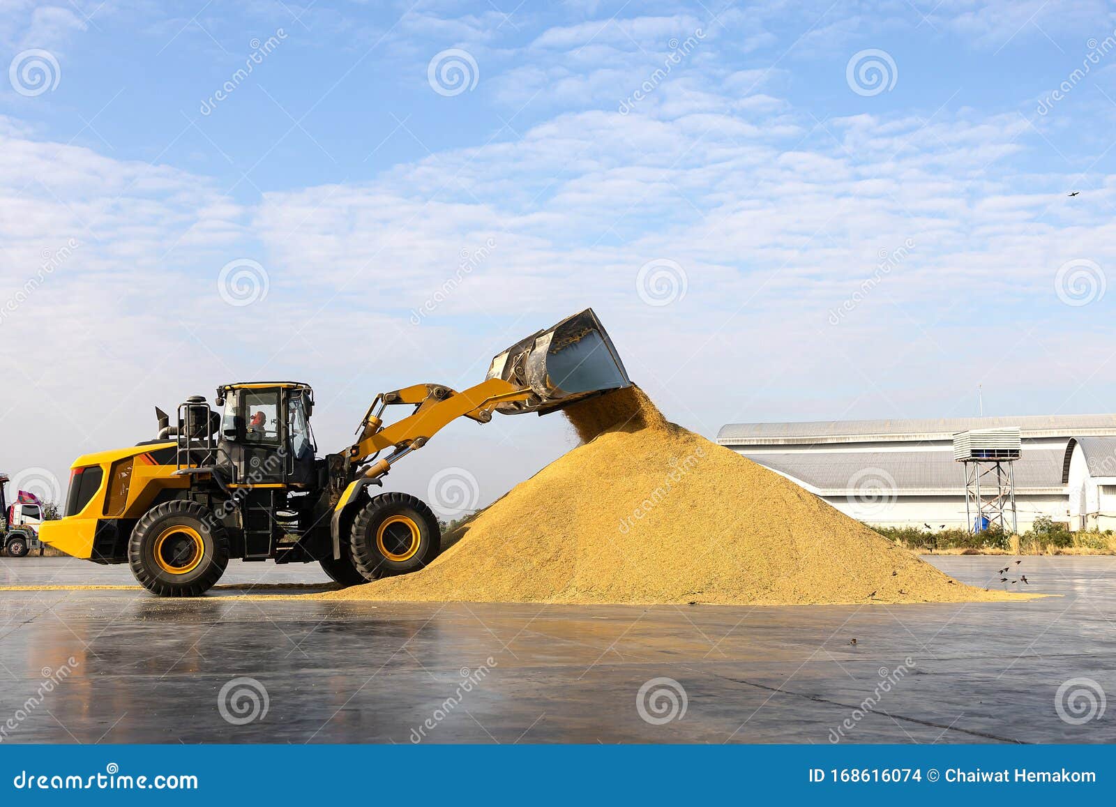 Wheel Loader Machine Unloading Paddy Rice at Rice Mill in Thailand ...