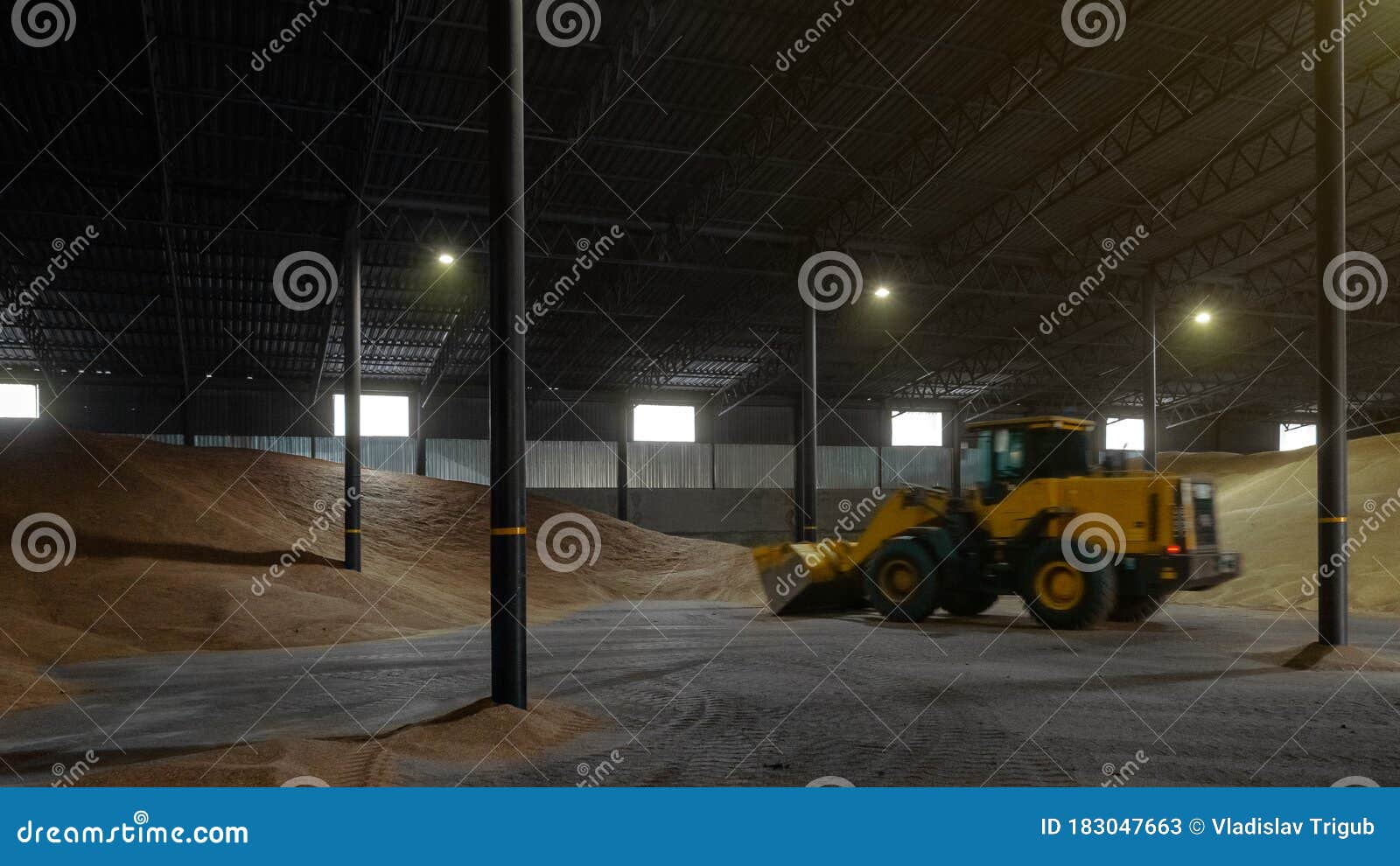 Wheel Loader in Motion. a Wheel Loader Collects Wheat in Heaps Inside a ...