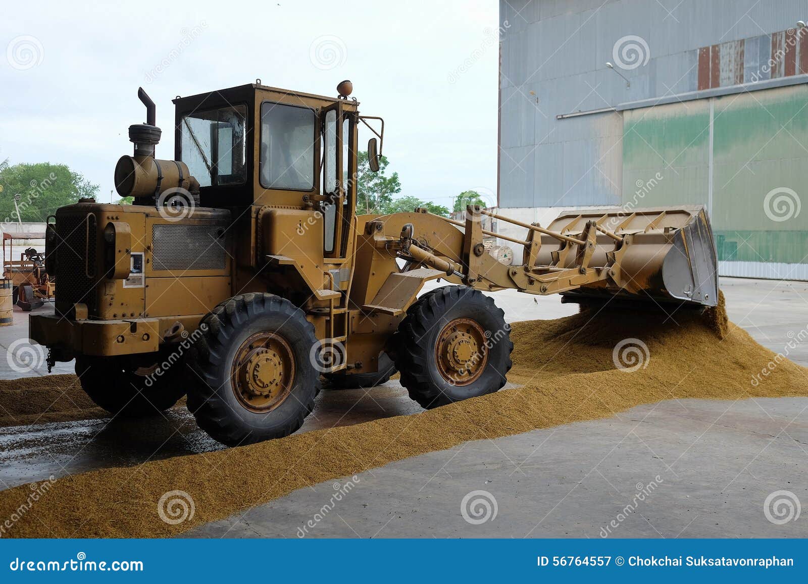 Wheel Loader Scoop the Paddy in Rice Mill. Stock Image - Image of ...