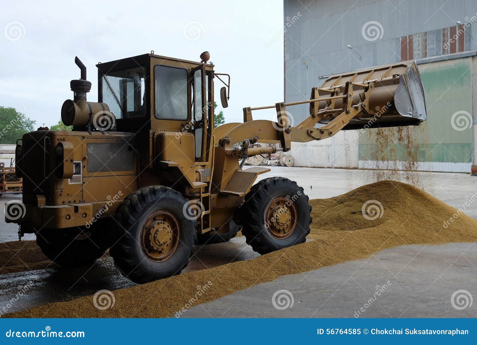 Wheel Loader Scoop the Paddy in Rice Mill. Stock Image - Image of food ...