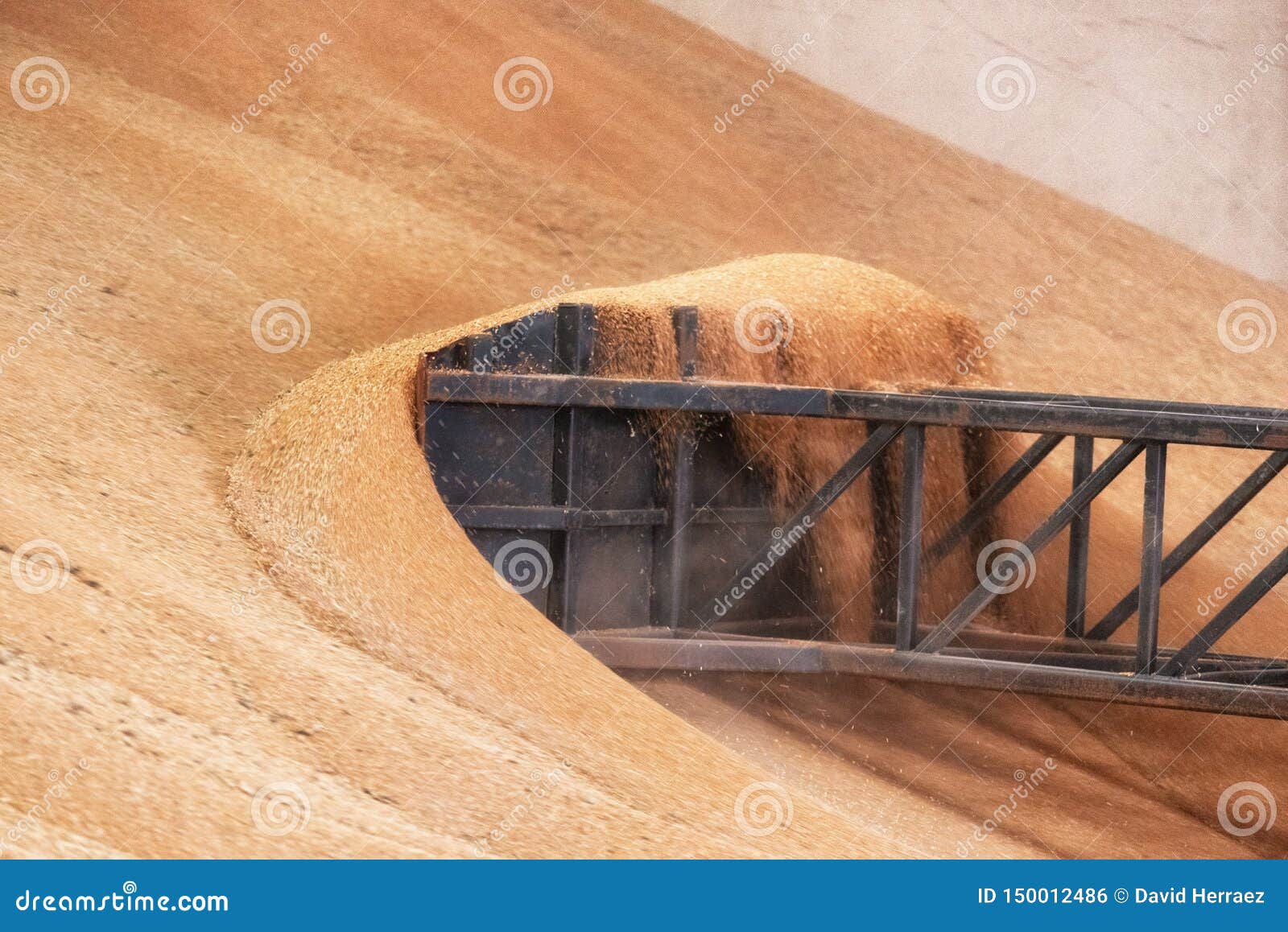 Wheel Loader Working at Grain Wheat Warehouse. Agriculture Industry ...
