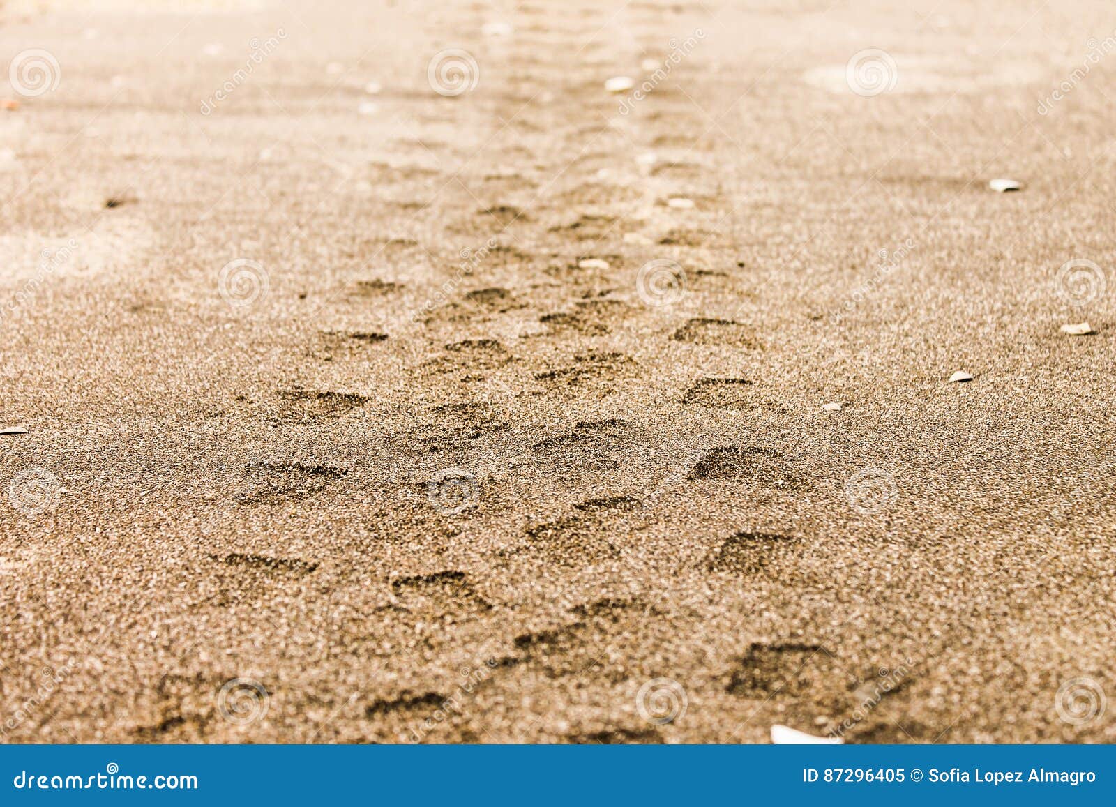 Wheel Mark in the Beach stock image. Image of vehicle - 87296405