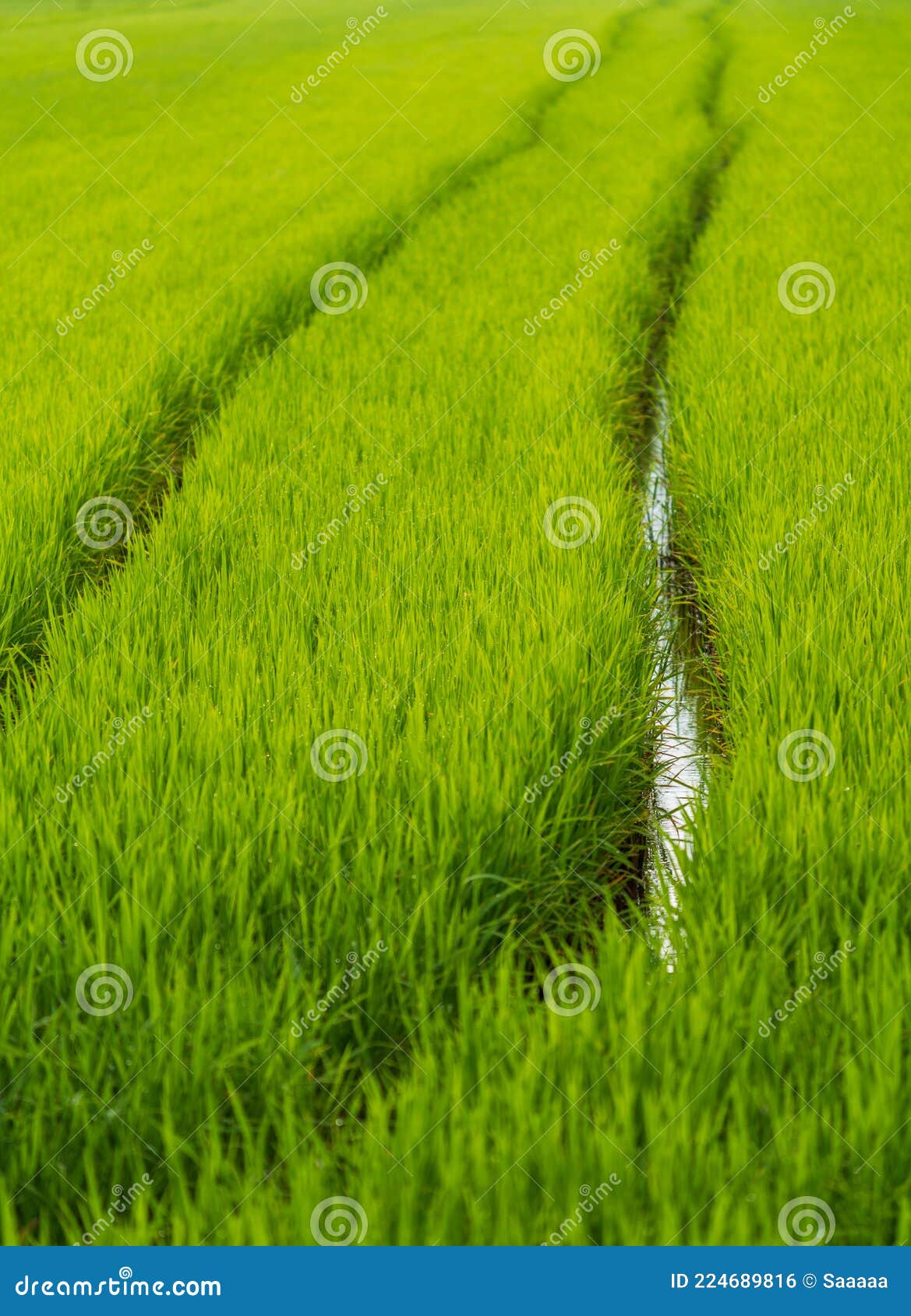 Wheel Marks in a Flooded Green Rice Field Stock Photo - Image of ...