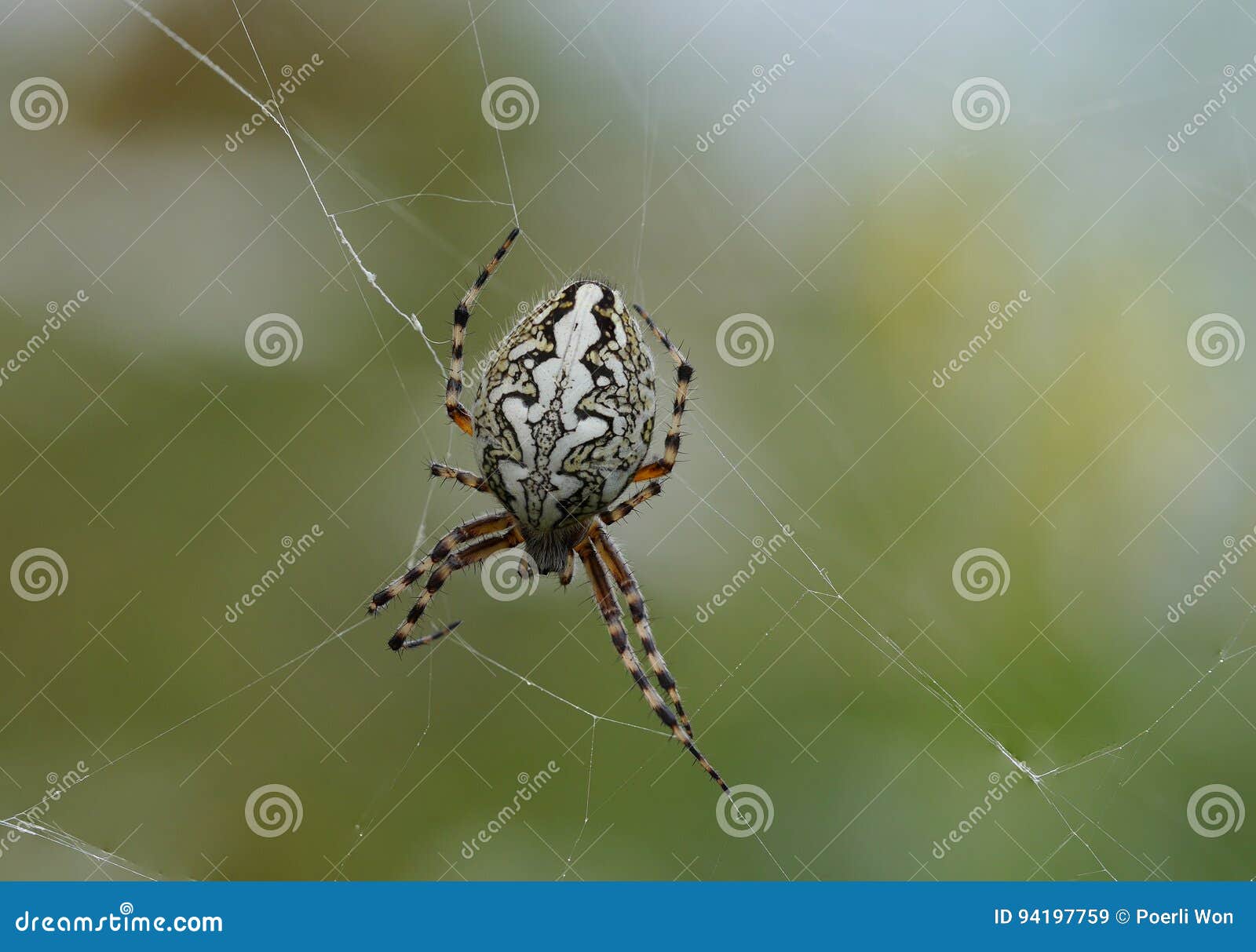 Wheel Spider stock image. Image of predator, hunter, black - 94197759
