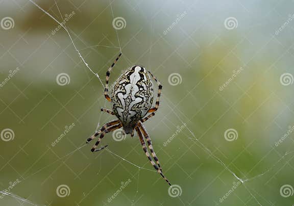 Wheel Spider stock image. Image of predator, hunter, black - 94197759