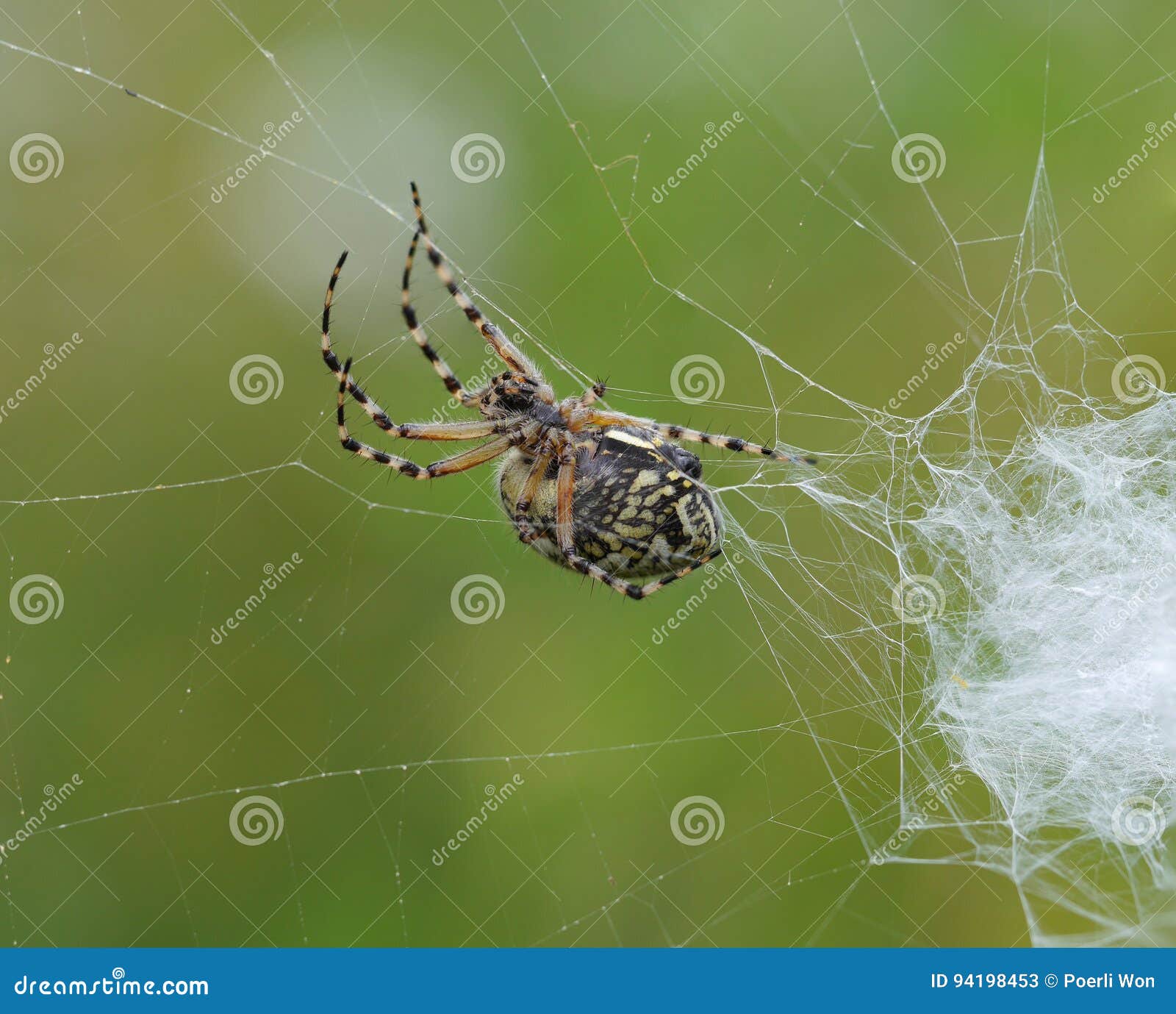 Wheel spider stock image. Image of black, quarry, white - 94198453