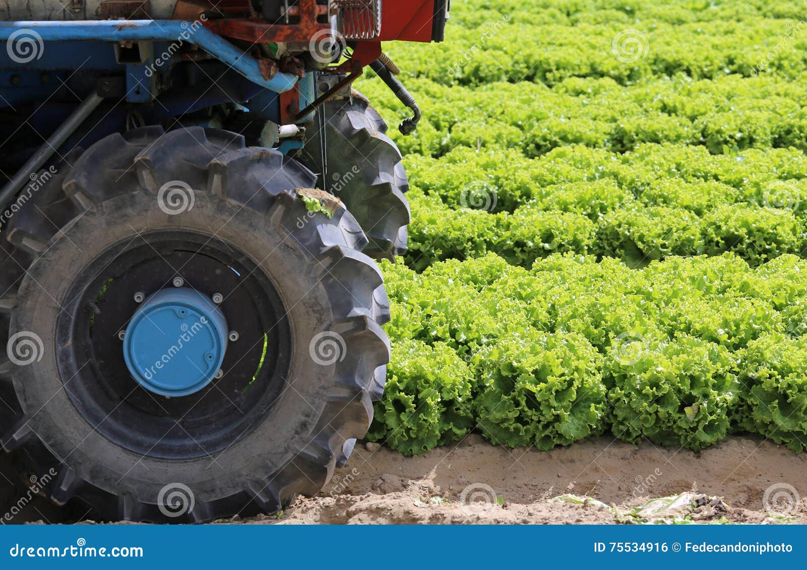 Wheel Tractor in the Field of Green Lettuce Stock Photo - Image of ...