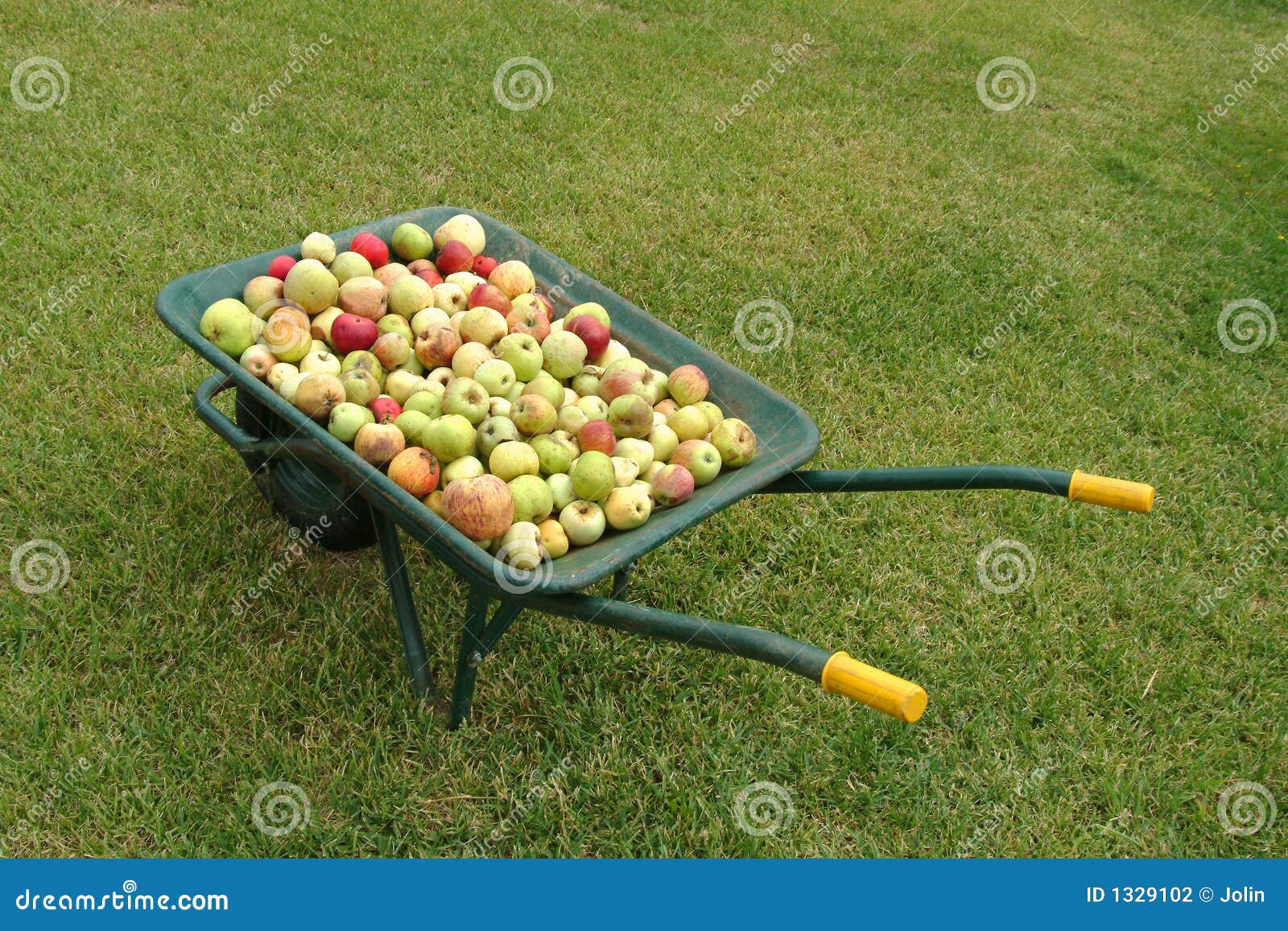 Wheelbarrow with Apples on Grass Stock Photo - Image of lawn, food: 1329102