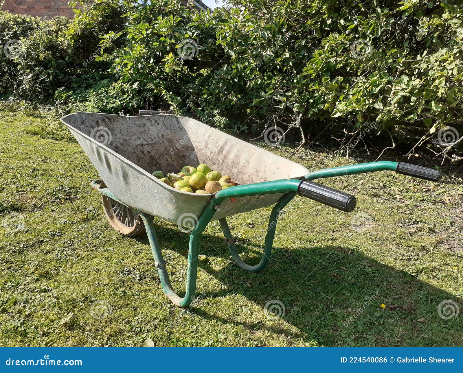 Wheelbarrow, the Bottom Filled with Apples Stock Photo - Image of ...