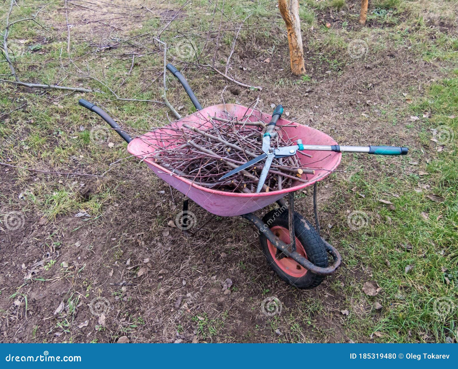 Wheelbarrow with branches stock photo. Image of preparation - 185319480