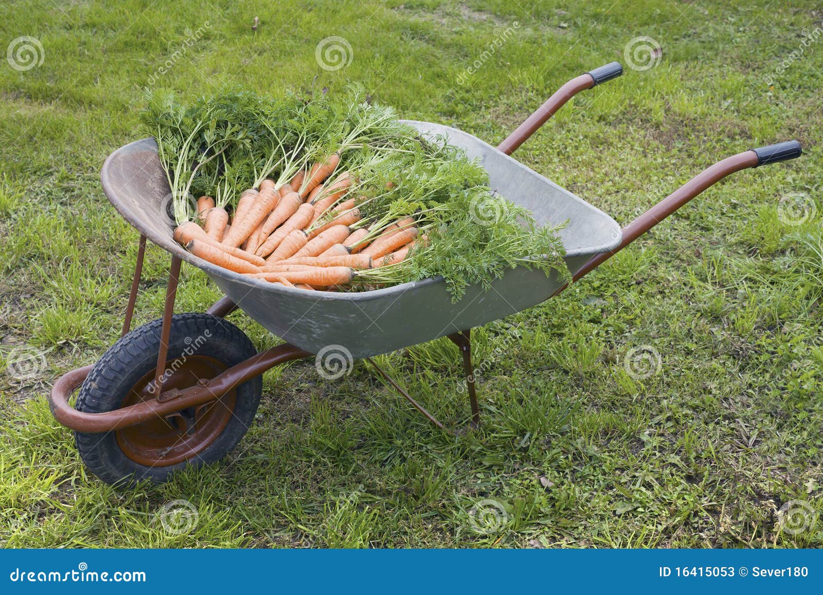 Wheelbarrow with carrot stock image. Image of crop, summer - 16415053