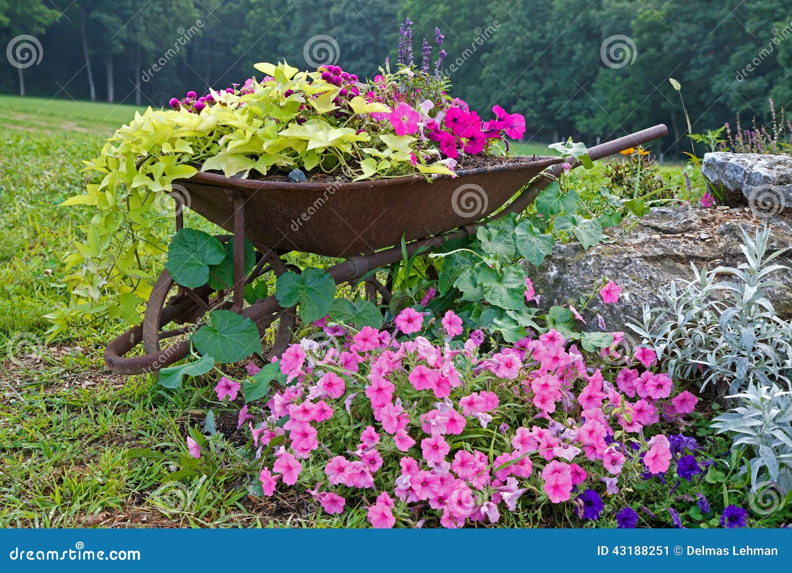 Wheelbarrow with Flowers stock image. Image of rock, serenity - 43188251