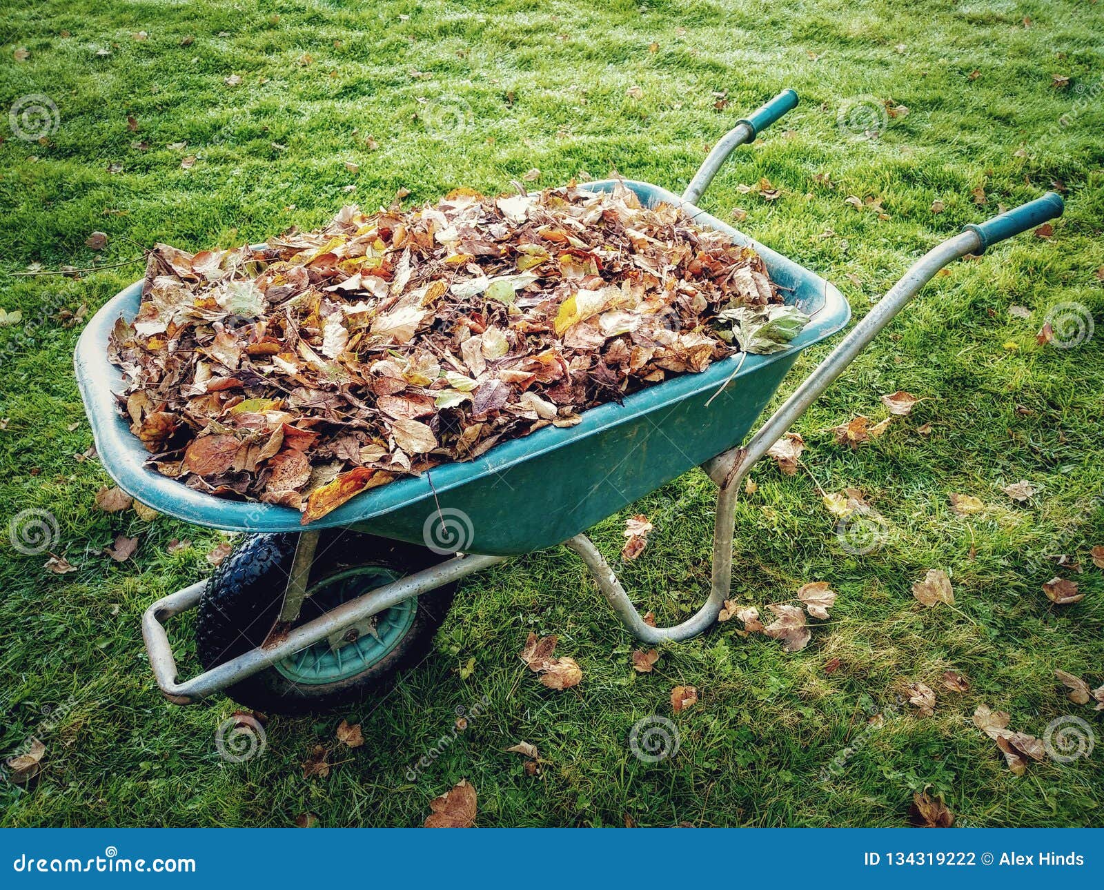 Wheelbarrow Full of Autumn Leaves Stock Photo - Image of collected ...