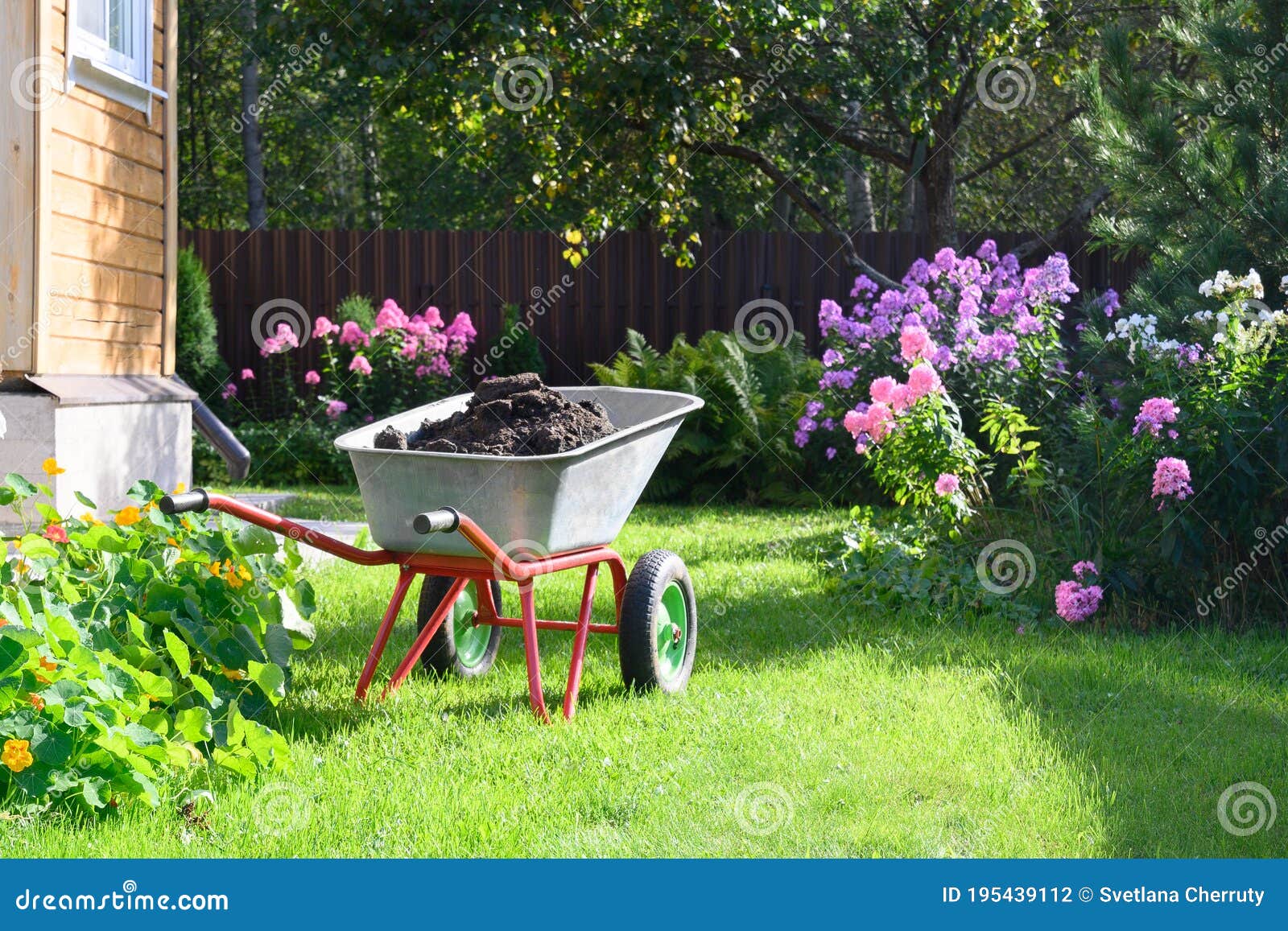 Wheelbarrow Full of Compost on Yard Stock Photo - Image of nature ...