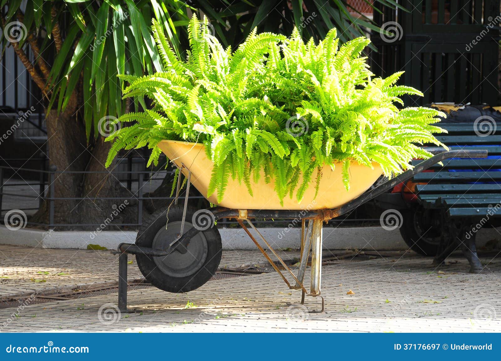Wheelbarrow full of Plants stock image. Image of flower - 37176697