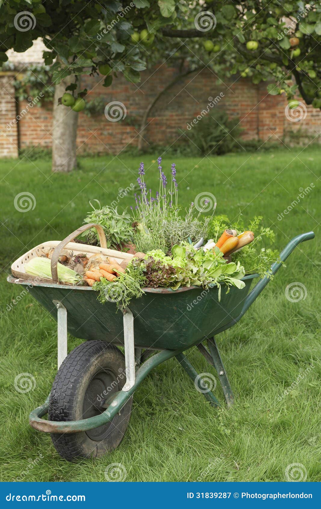 Wheelbarrow Full of Vegetables Stock Image - Image of equipment, grass ...