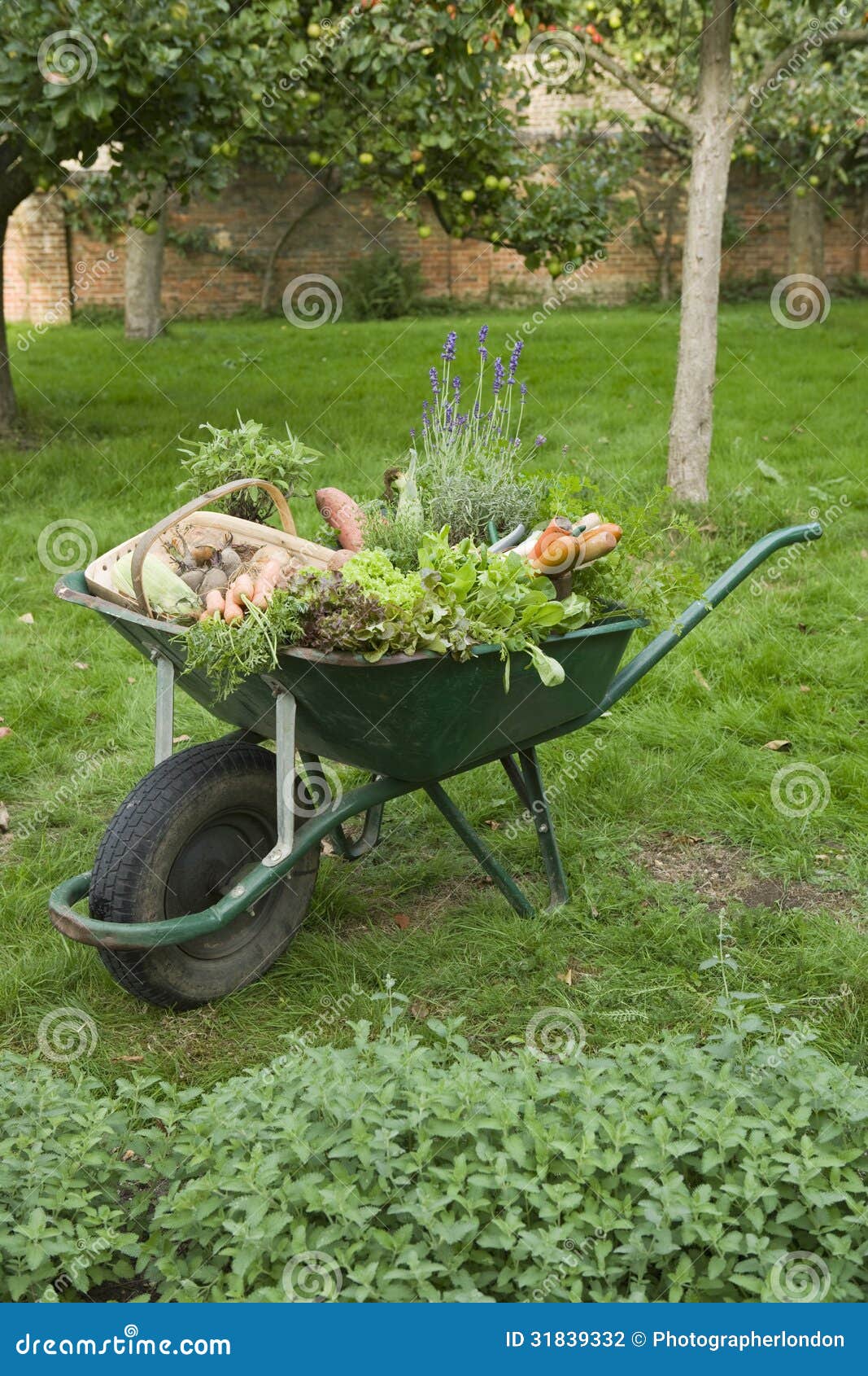 Wheelbarrow Full of Vegetables Stock Photo - Image of group, fresh ...