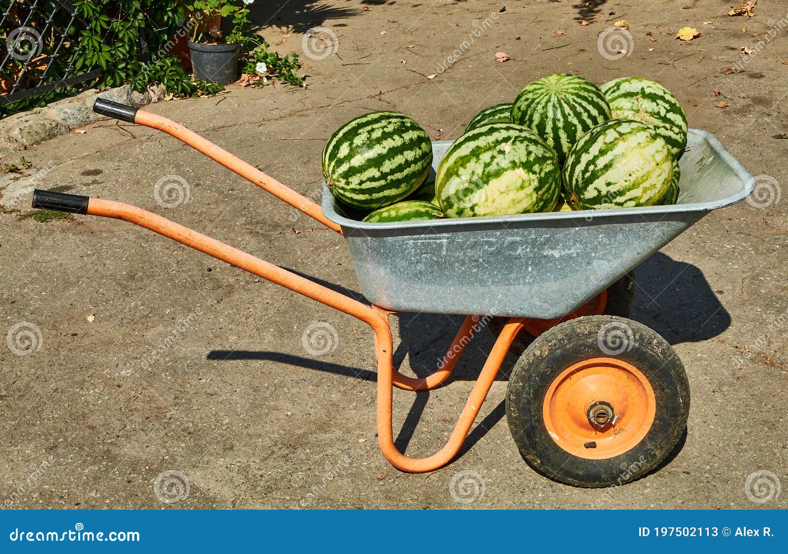 Wheelbarrow Full of Watermelons Stock Image - Image of fresh, full ...