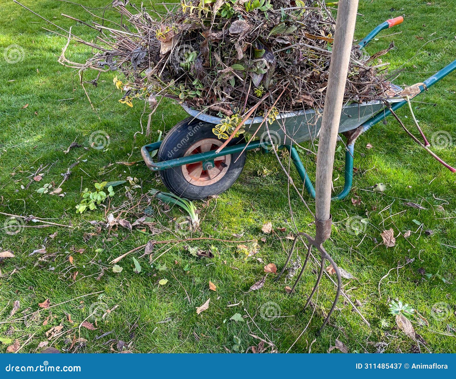 Wheelbarrow with Garden Waste in the Garden .on a Meadow Stock Image ...