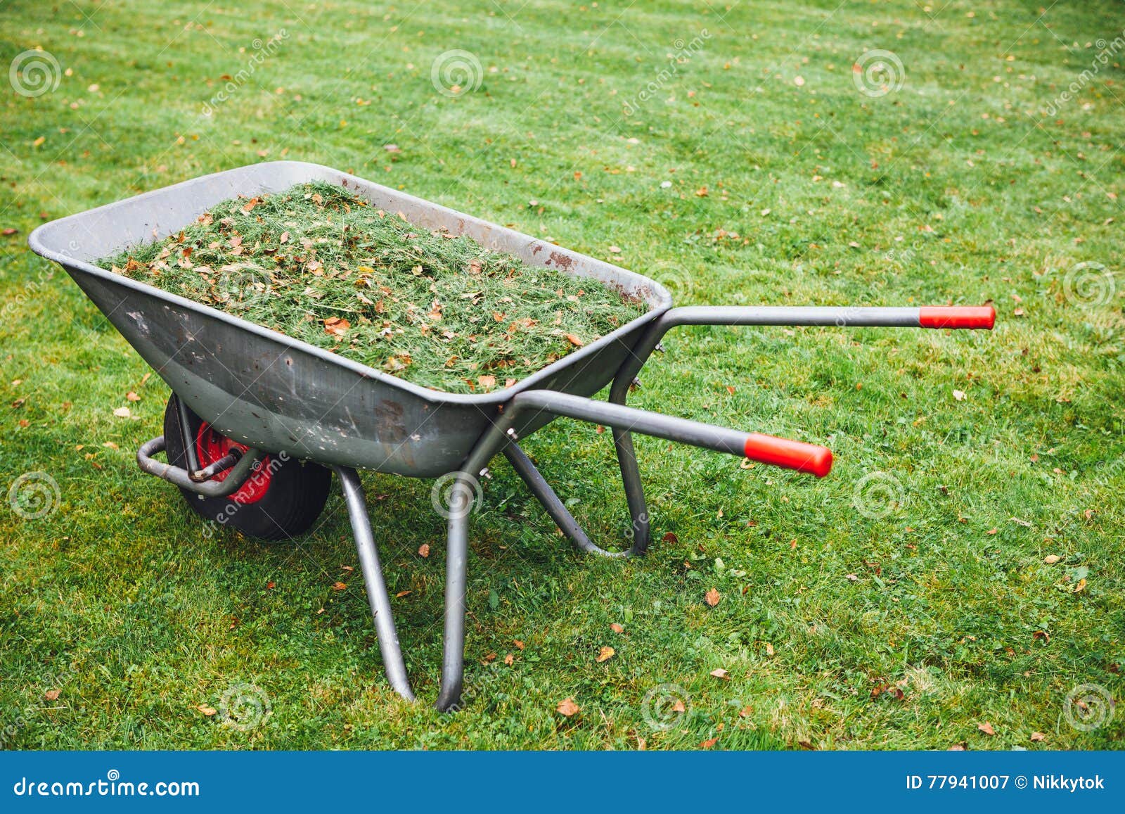 Wheelbarrow with Grass on Green Lawn Stock Image - Image of closeup ...