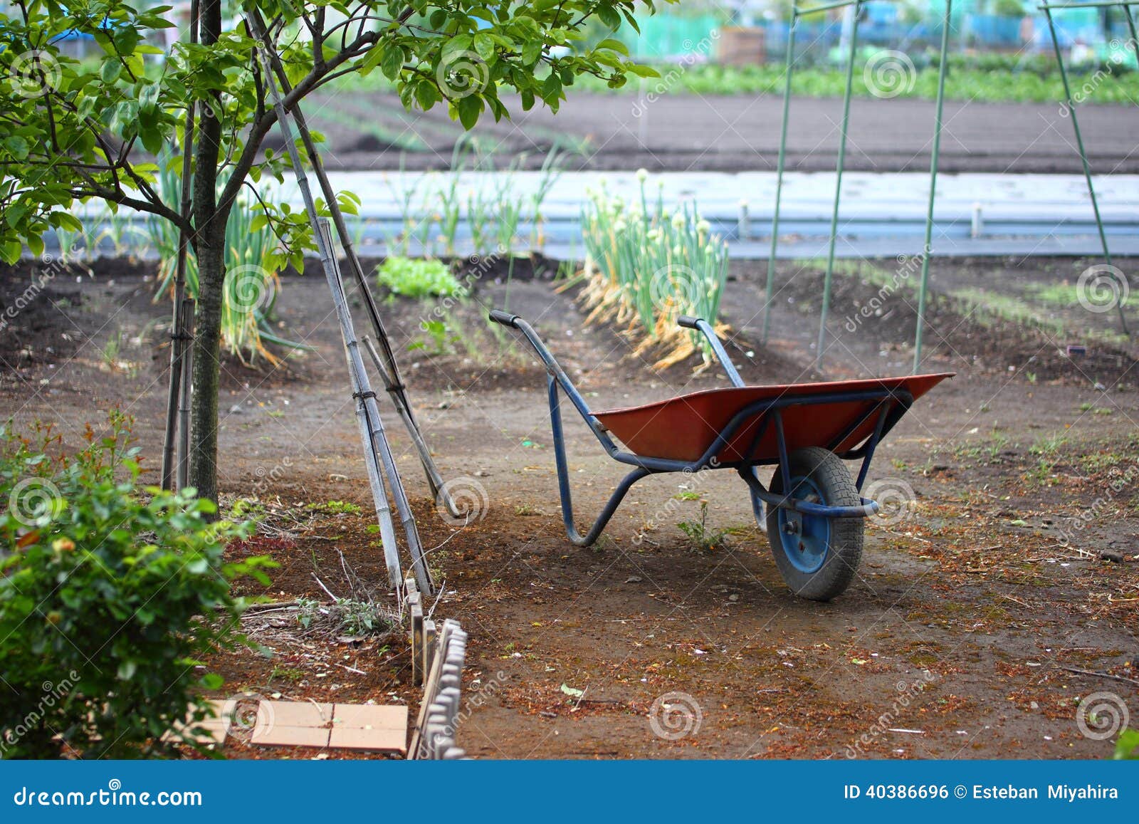 Wheelbarrow stock photo. Image of vegetables, tree, ordinary - 40386696