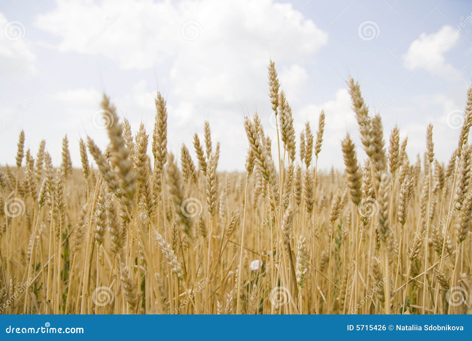 Wheet stock photo. Image of farm, close, landscape, country - 5715426