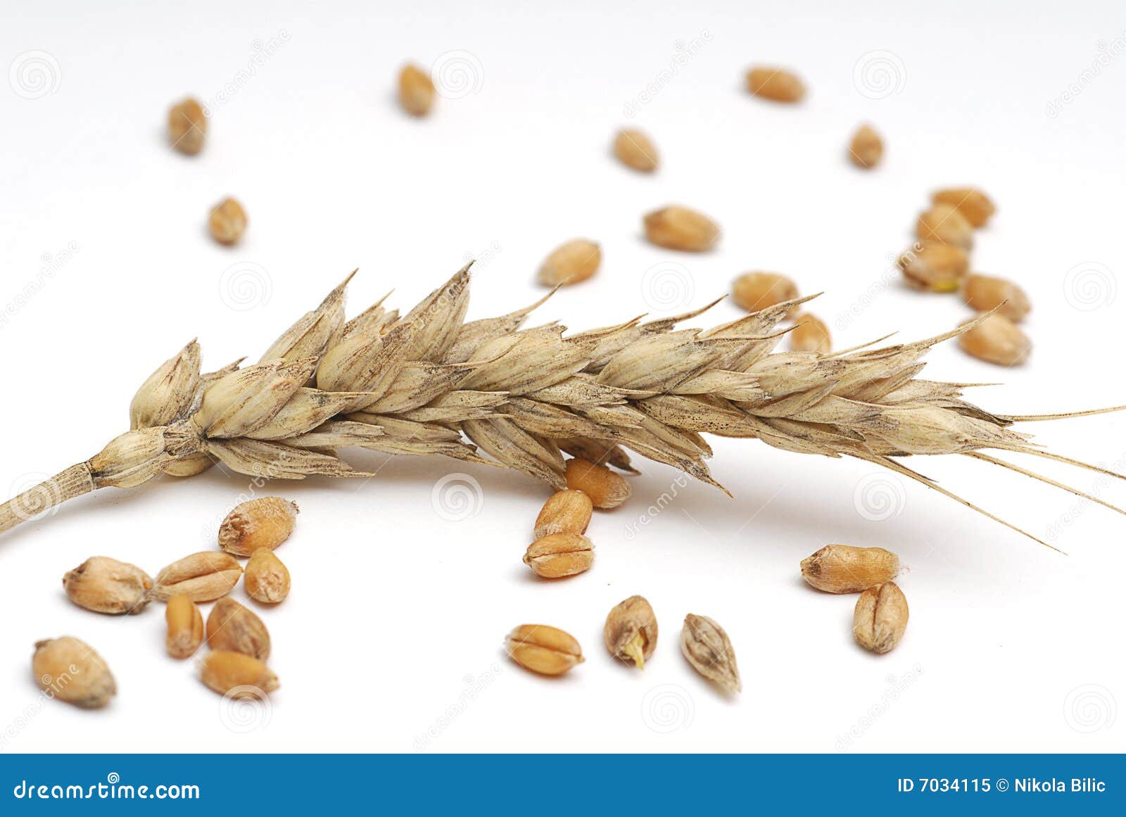 Wheet stock image. Image of golden, bread, white, grain - 7034115