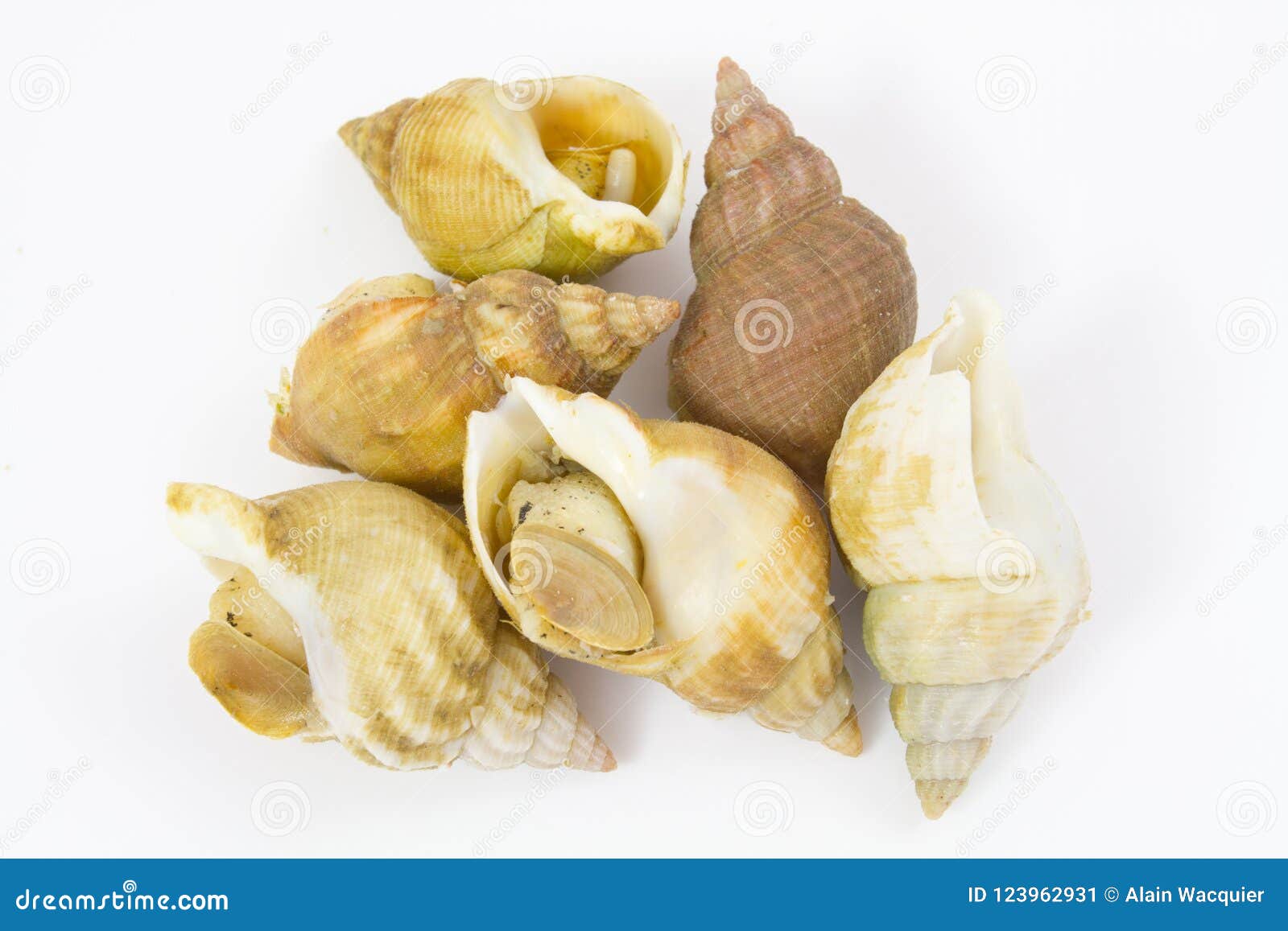 Whelk cooked stock image. Image of whelk, organic, common - 123962931