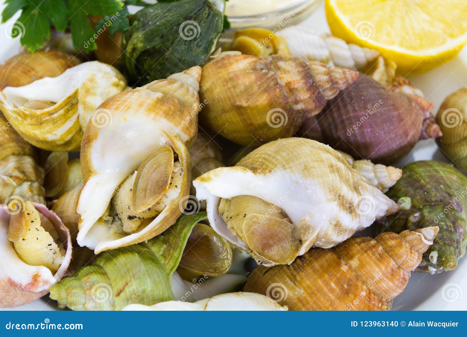 Whelk cooked stock photo. Image of white, shell, cooked - 123963140