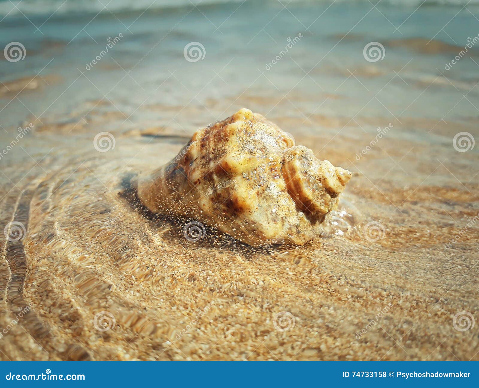 Whelk 5 stock photo. Image of ashore, beach, clear, shell - 74733158