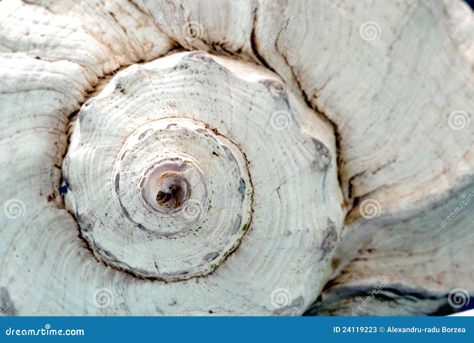Whelk shell stock image. Image of life, white, creature - 24119223
