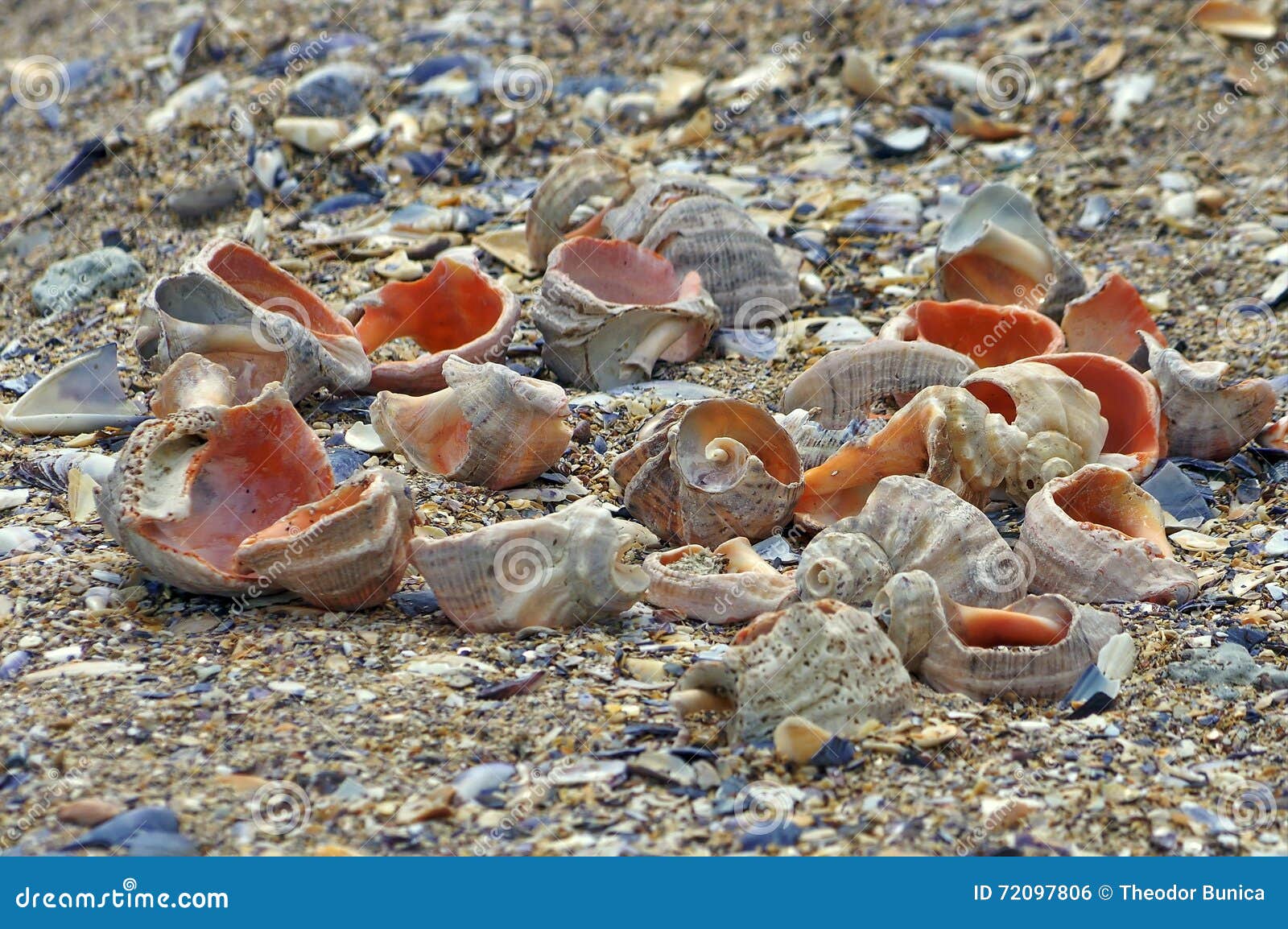 On the beach. Whelk shells stock photo. Image of desert - 72097806