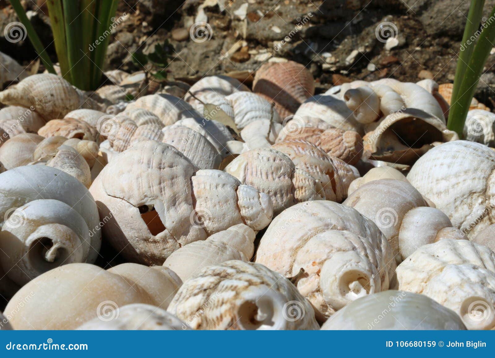 Whelk shells on beach stock image. Image of whelk, beach - 106680159
