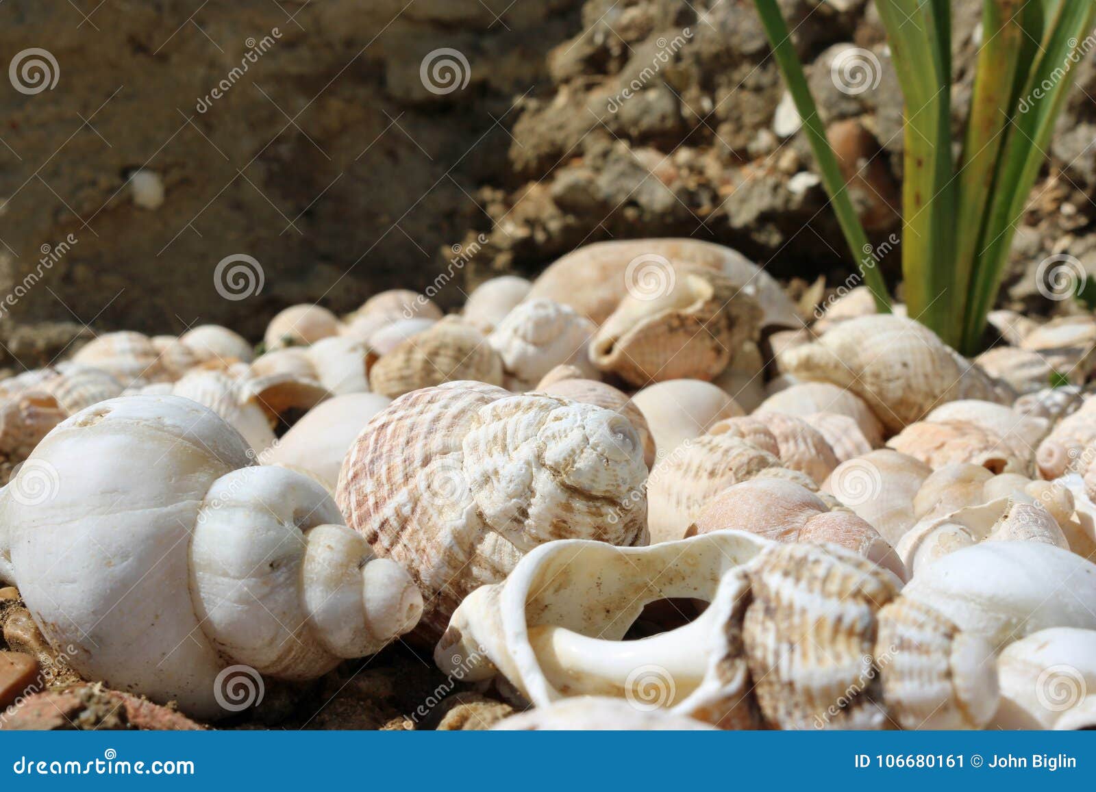 Whelk shells on beach stock image. Image of broken, seashore - 106680161